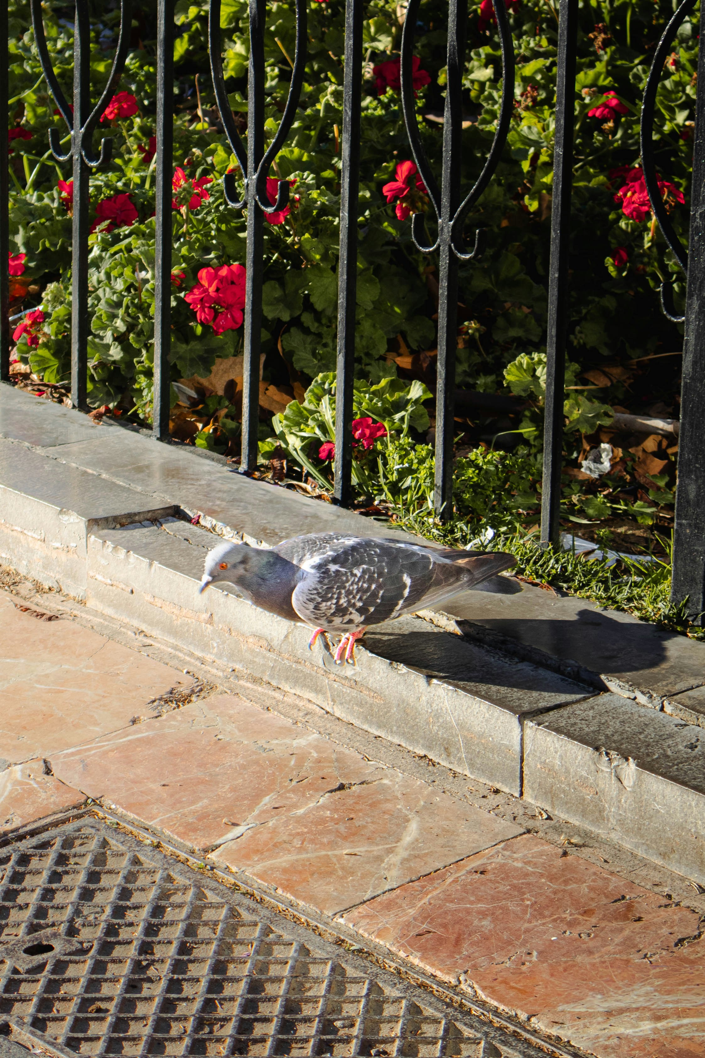Pigeon Perimeter: A City Bird Pause Along the Garden Gate