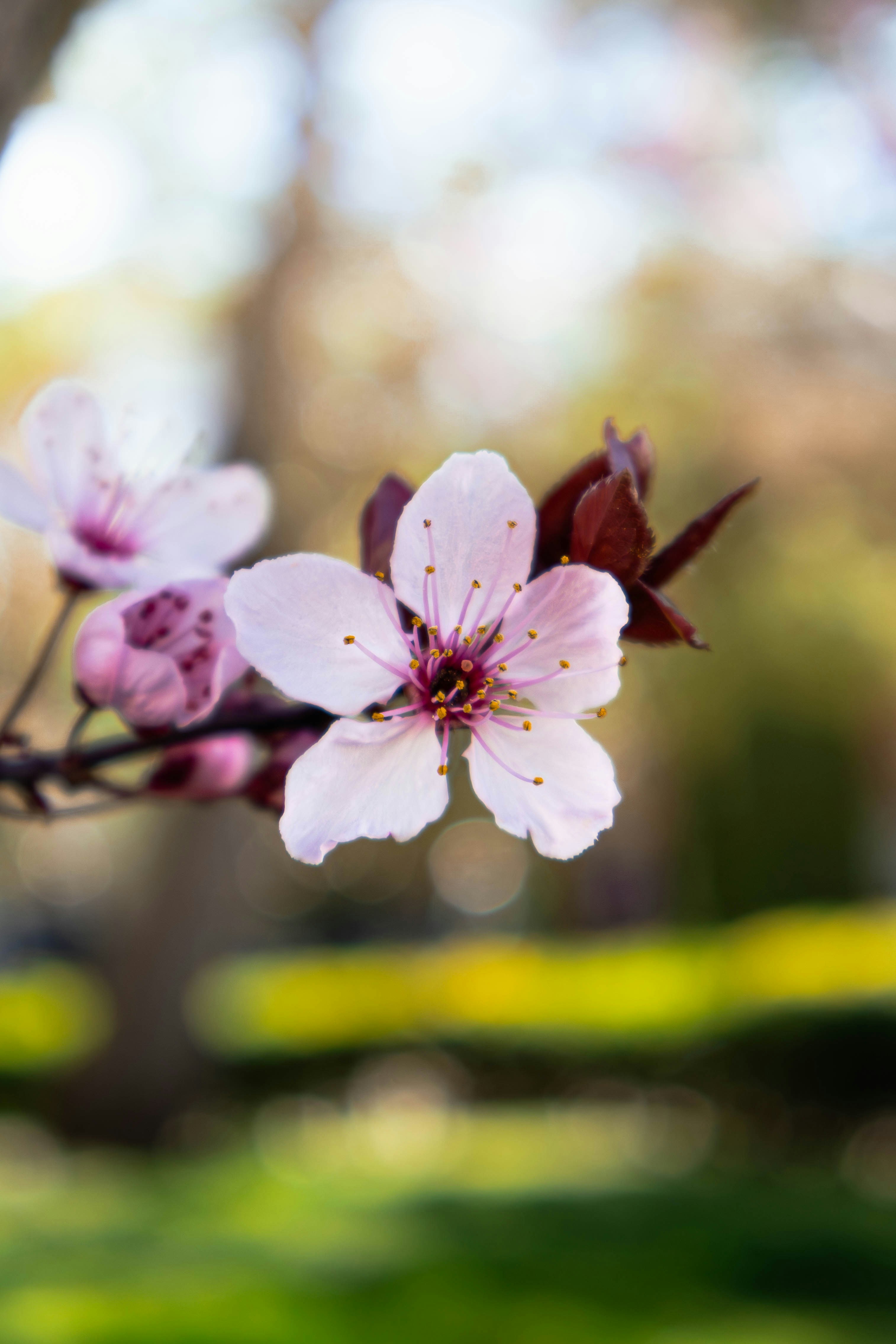 Soft-cherry Bloom in Gentle Spring Light