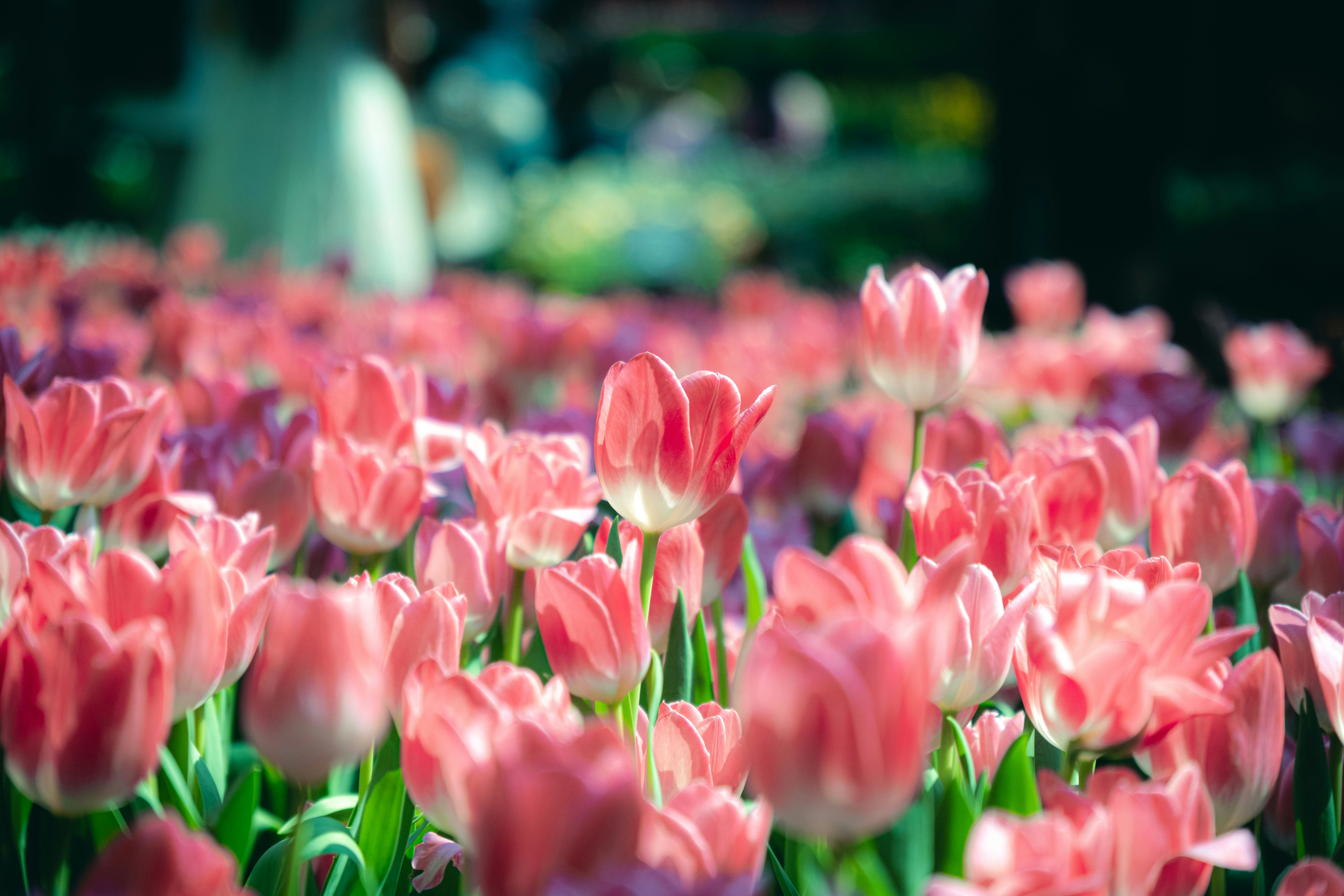 Pink Tulip Field in Soft Dappled Light
