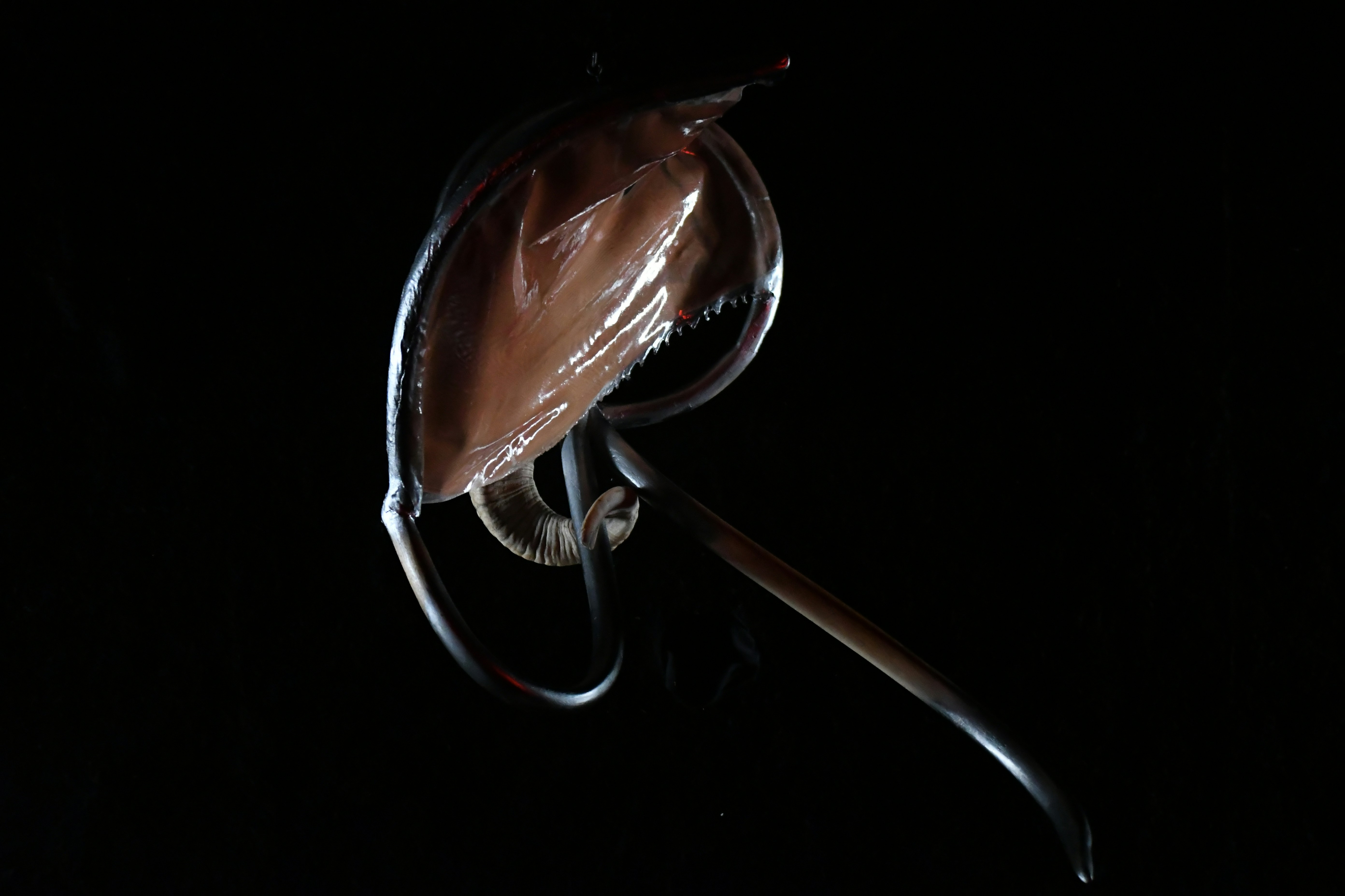 Backlit Jellyfish Drifting in Darkness