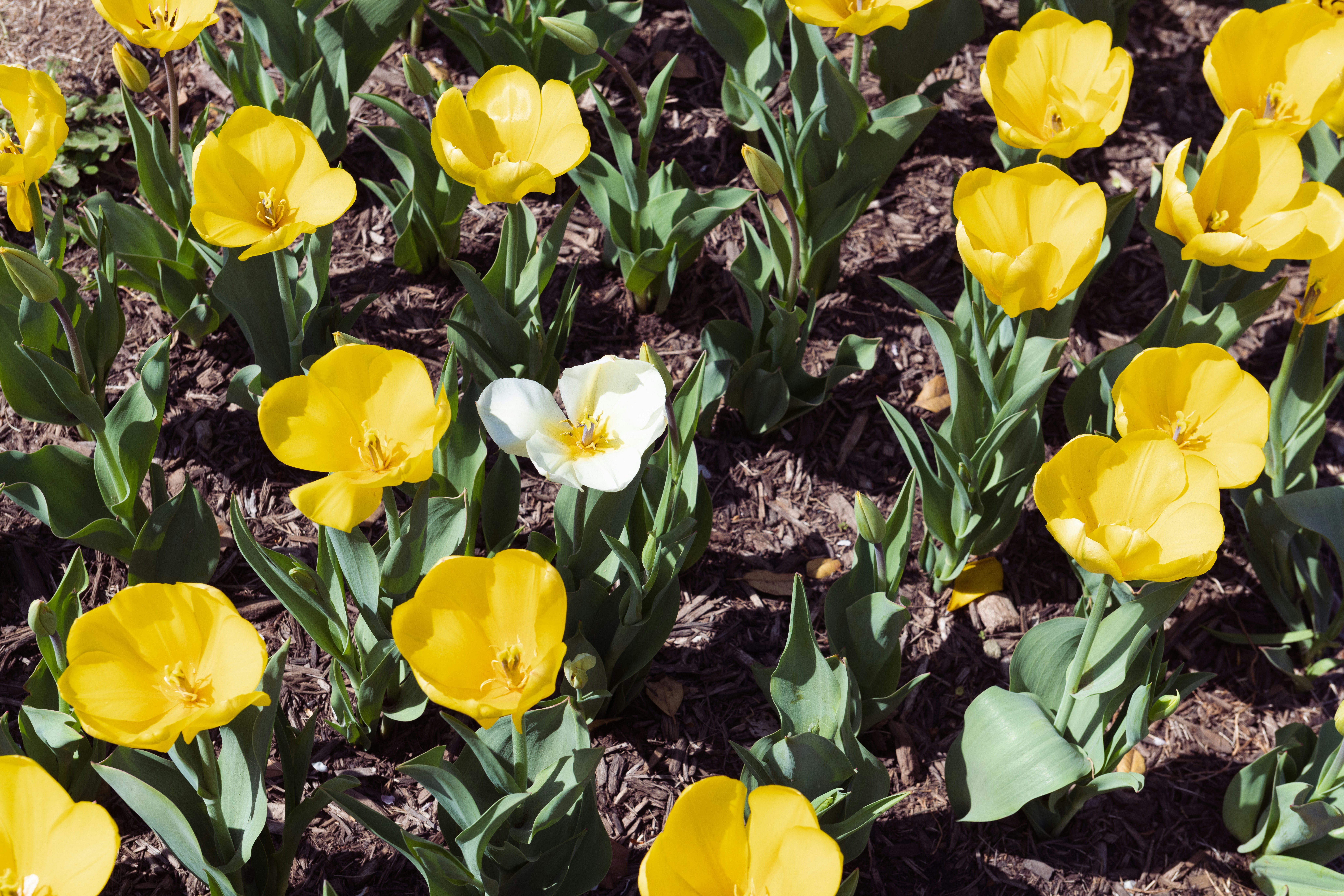 A Burst of Yellow Amid Green Leaves: Tulip Field in Bloom