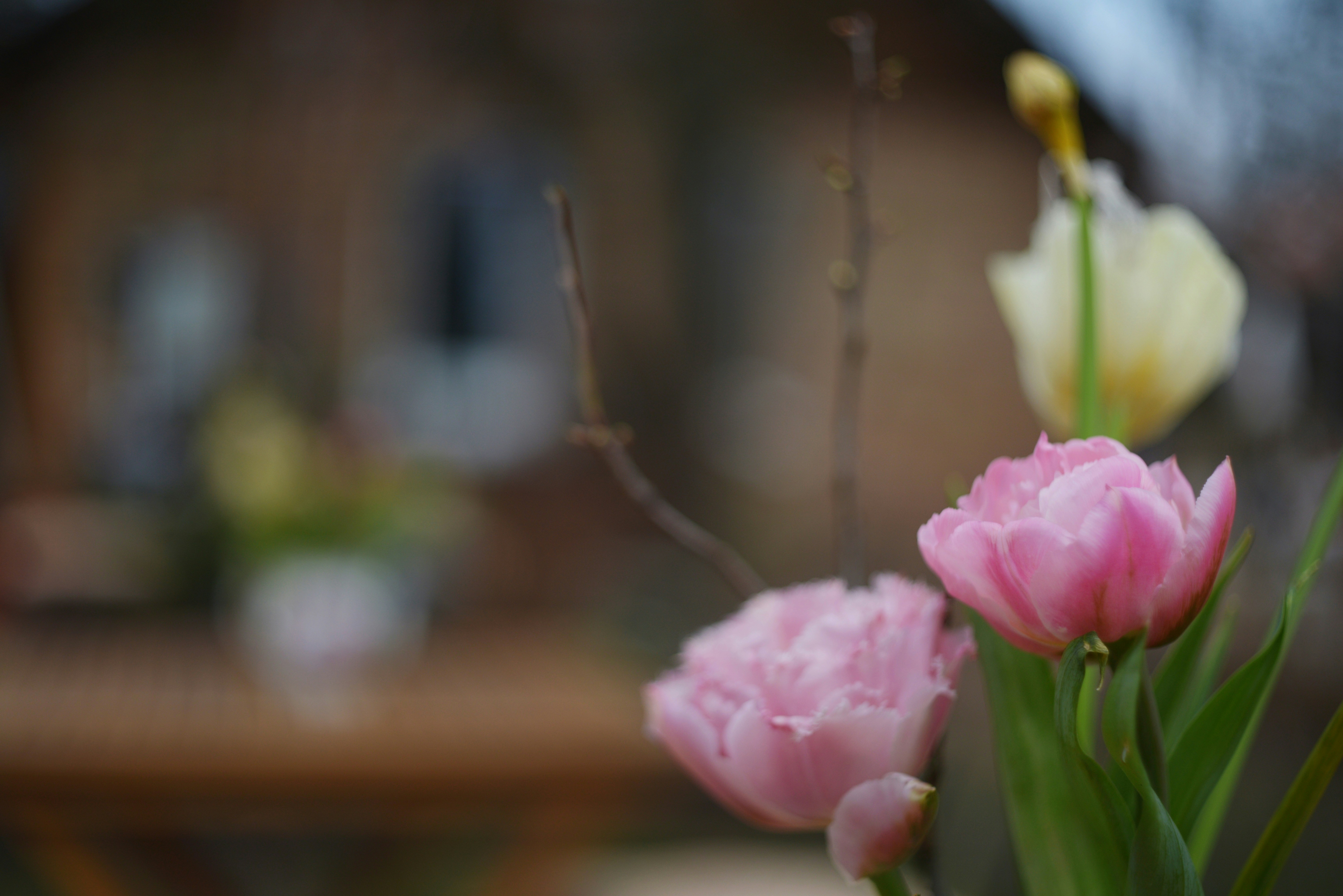 Close-up of Pastel Tulips with a Soft Garden Backdrop