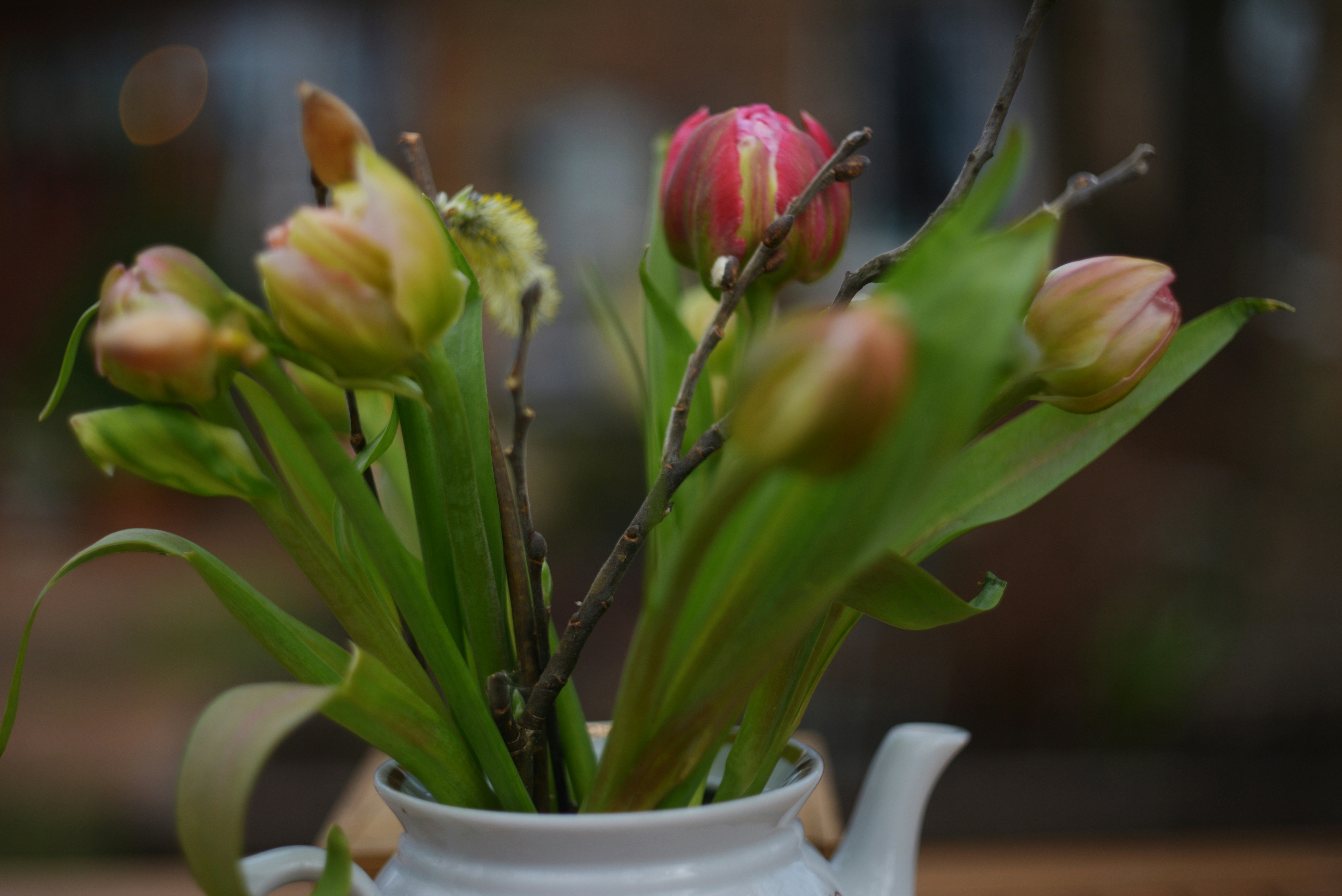 Pink-tipped tulip bouquet in a white teapot on a blurred wooden backdrop