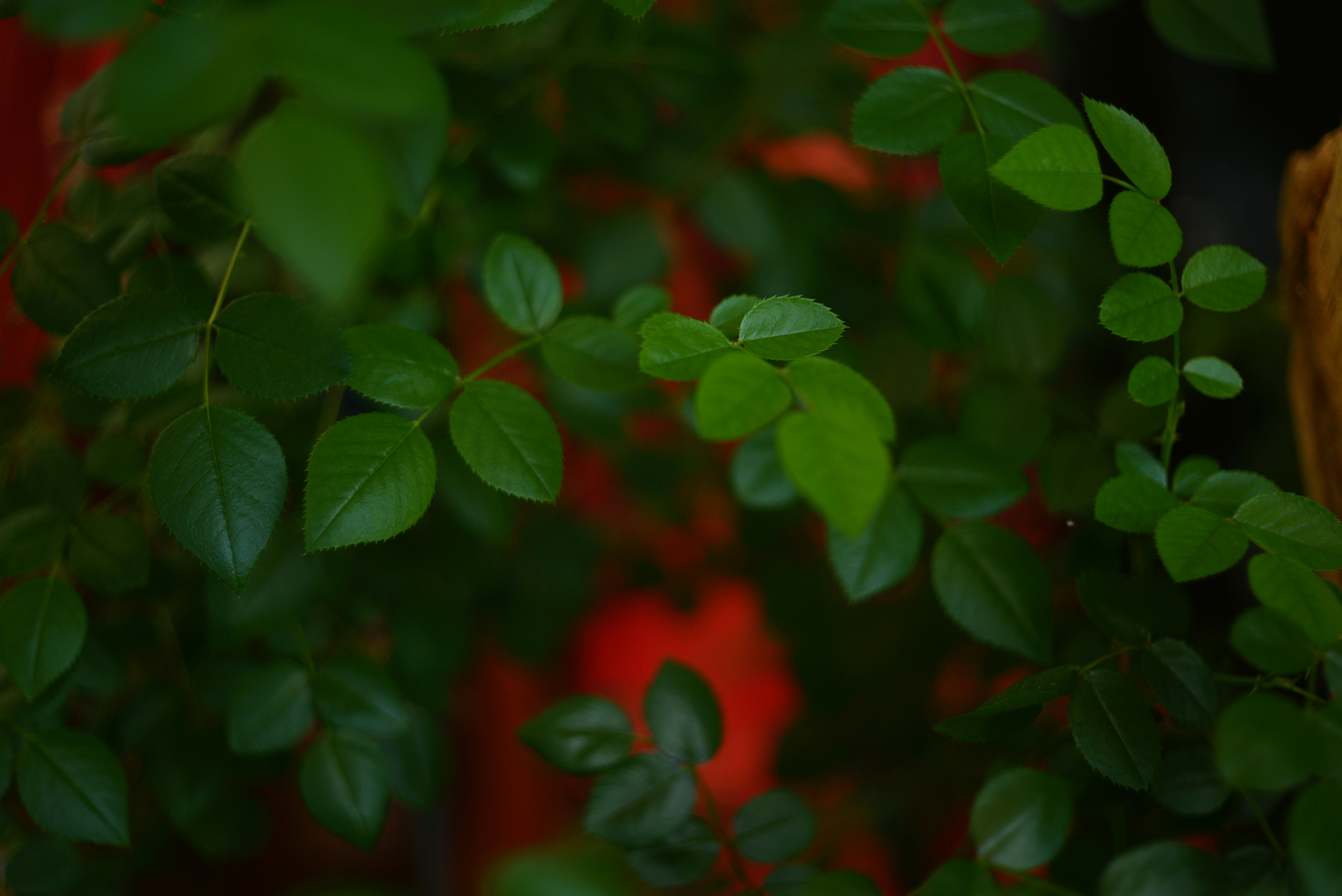 Hidden Red Core: A Leafy Foreground Framing a Crimson Glimmer