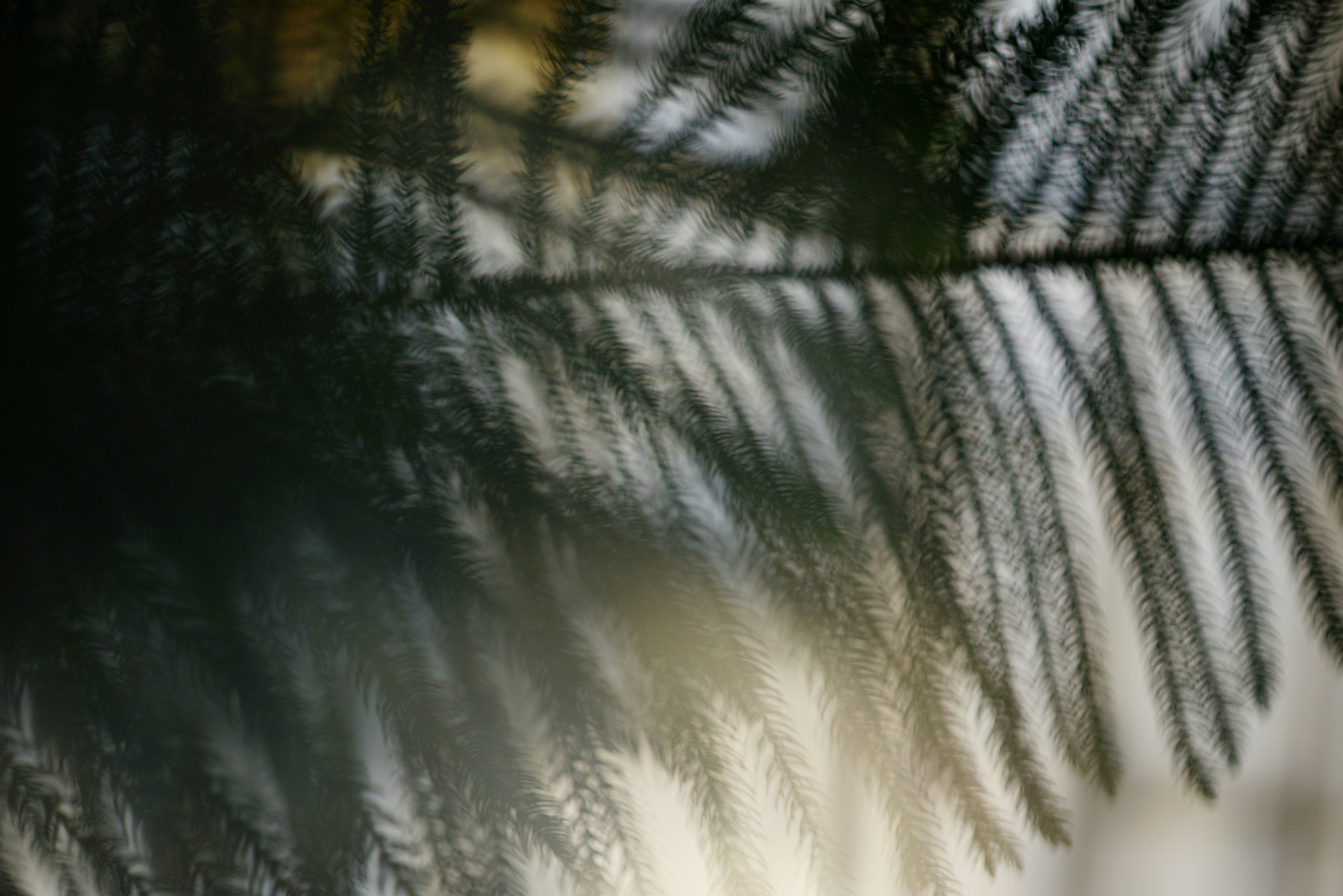 Fronds in Diffused Light: A Soft Shadow Play