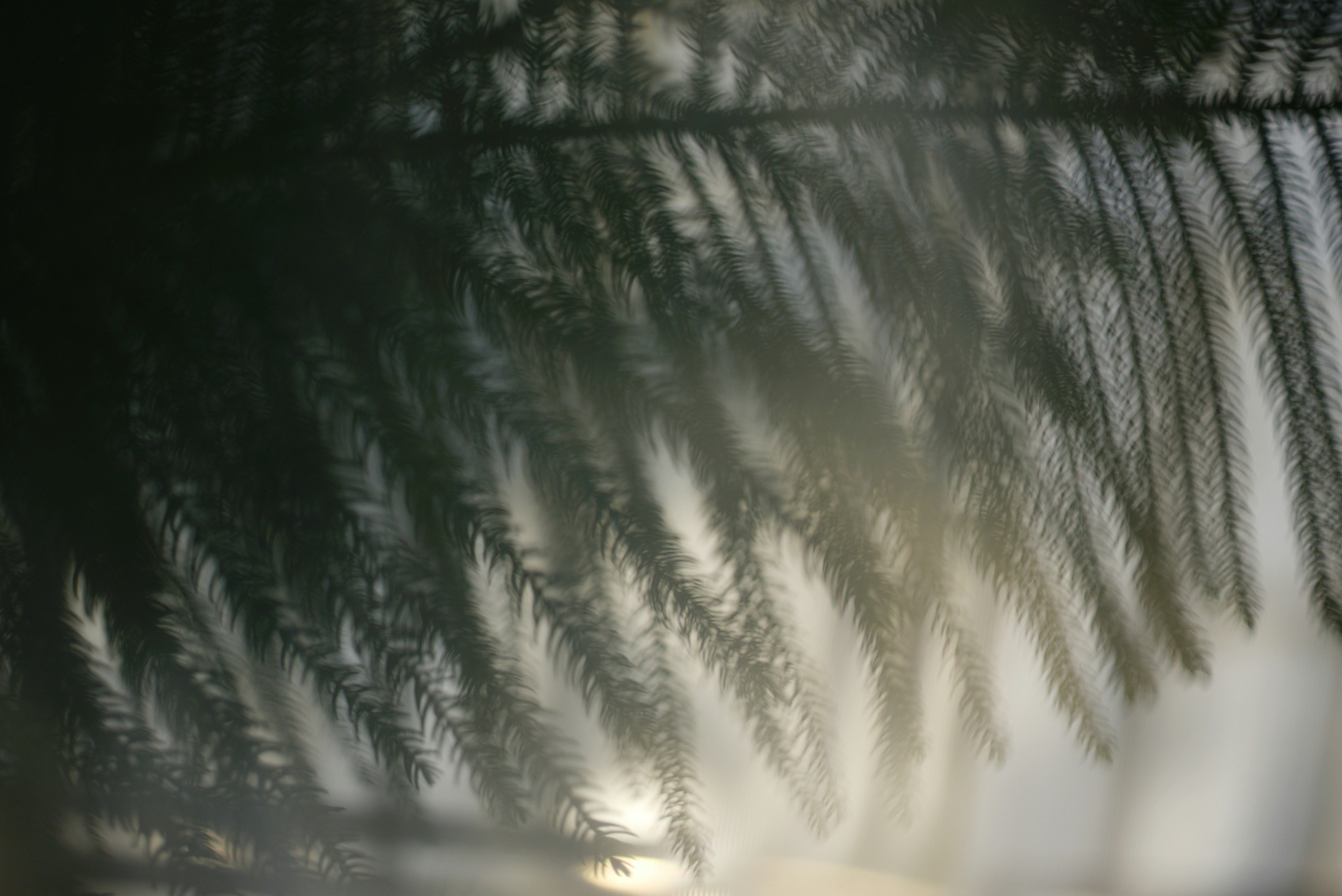 Dawn Light Through Fern Fronds