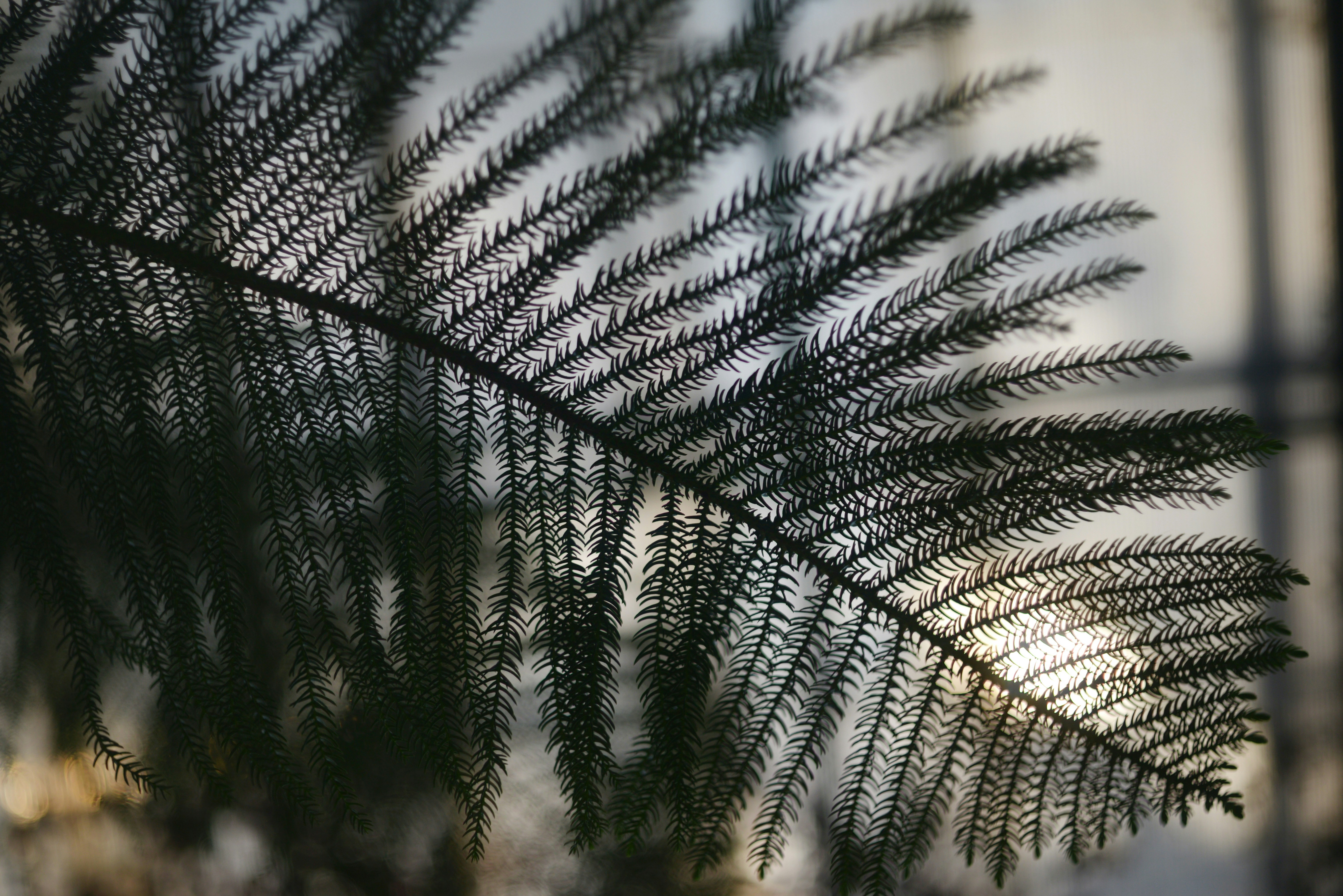 Silhouette of a Fern Frond Against Soft Urban Backdrop