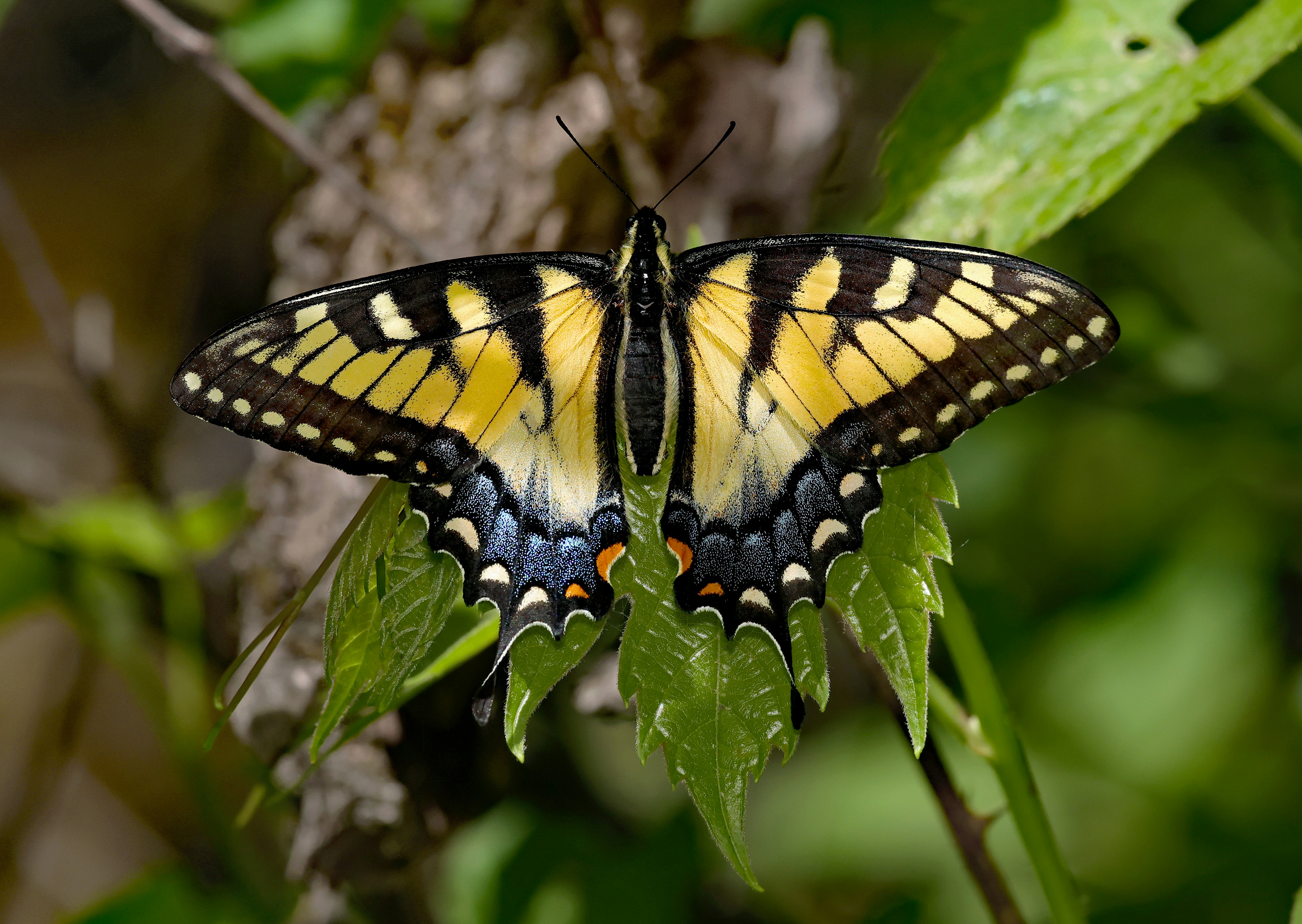 Butterfly in Focus: Monarchon Yellow-and-Black Resting on Green Leaves