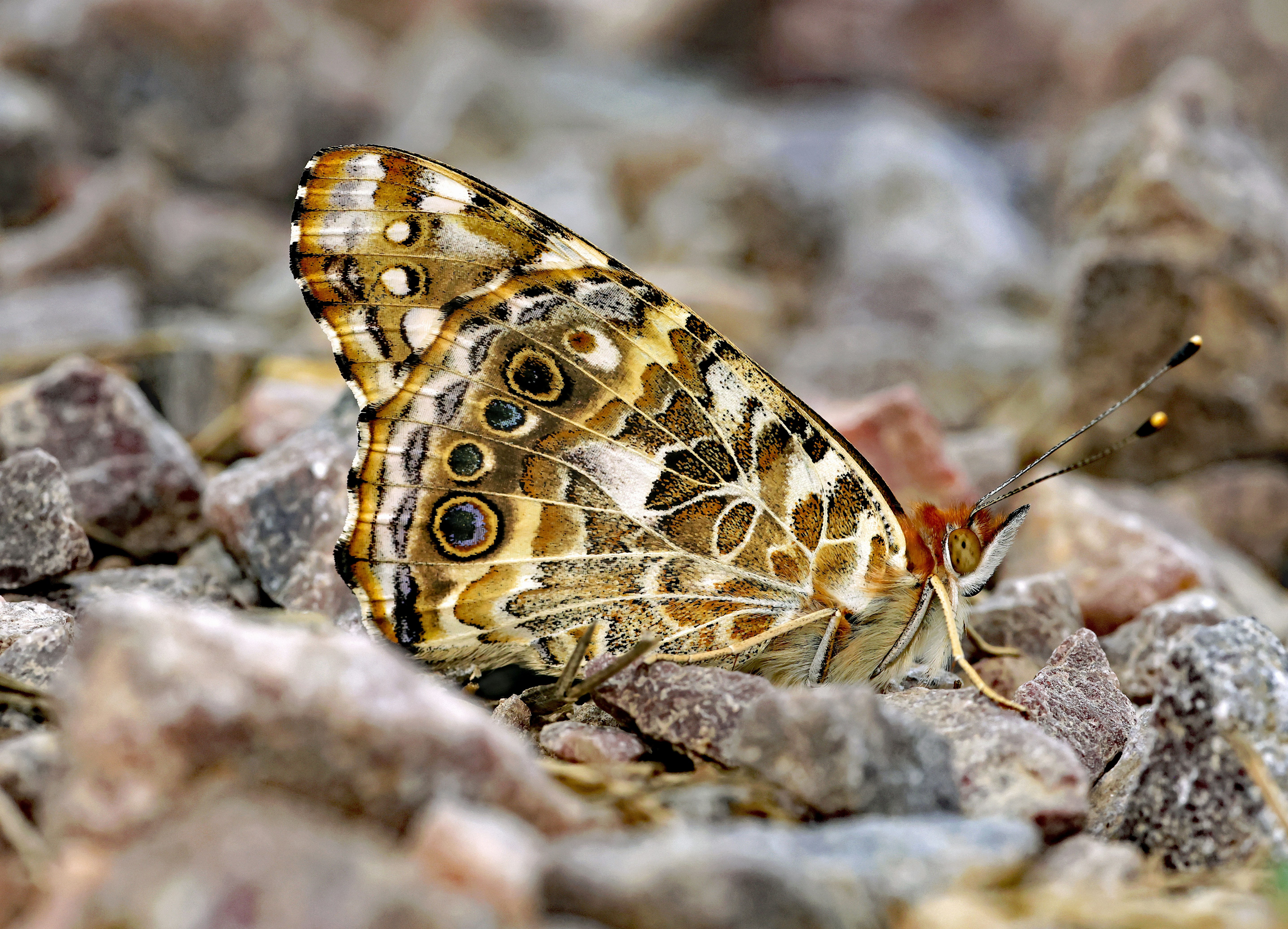 Wings Over Pebbles: A Brown Butterfly Resting Among Stones
