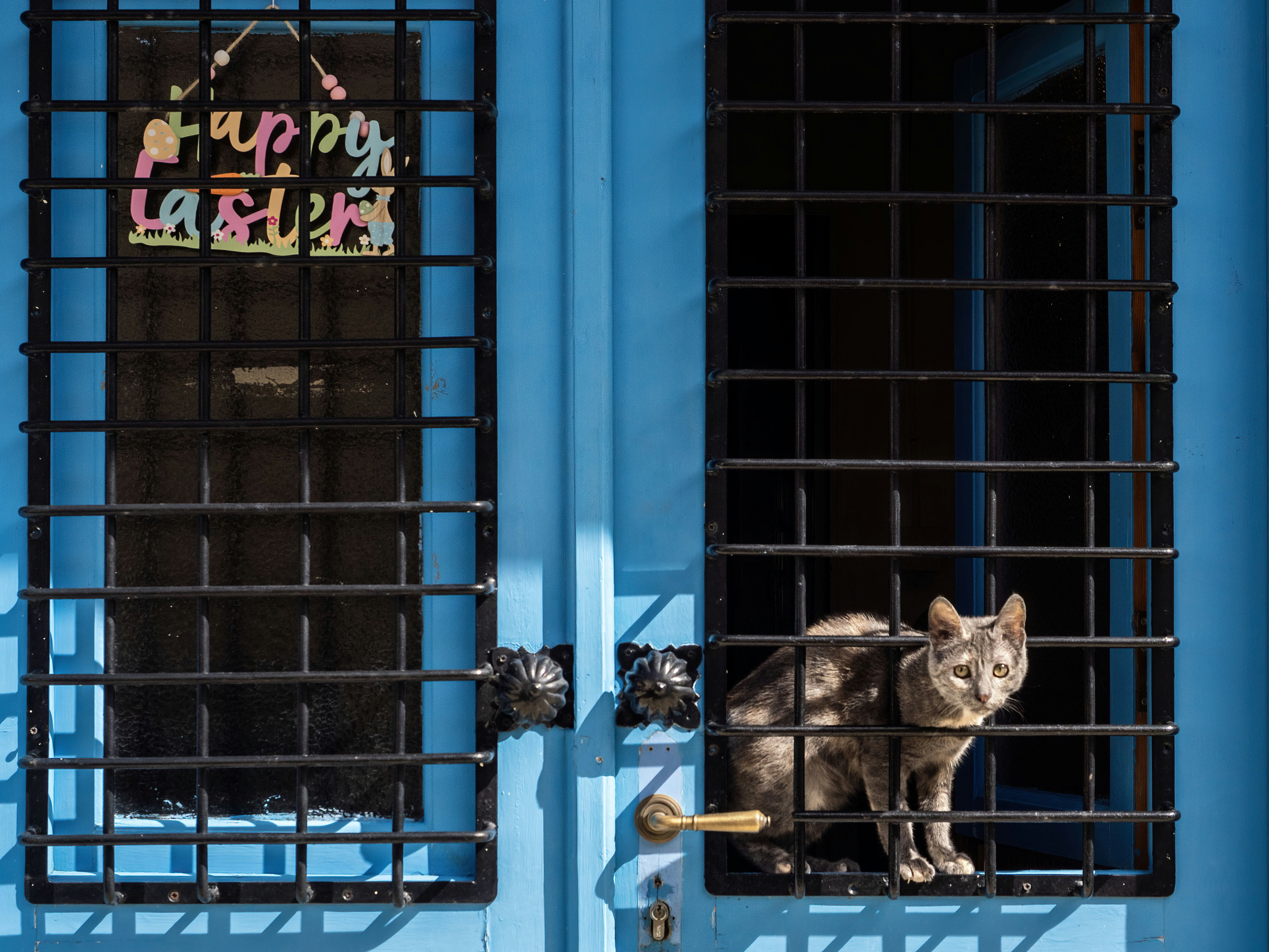 Blue Doorway: Cat Seeks Exit Behind Bars