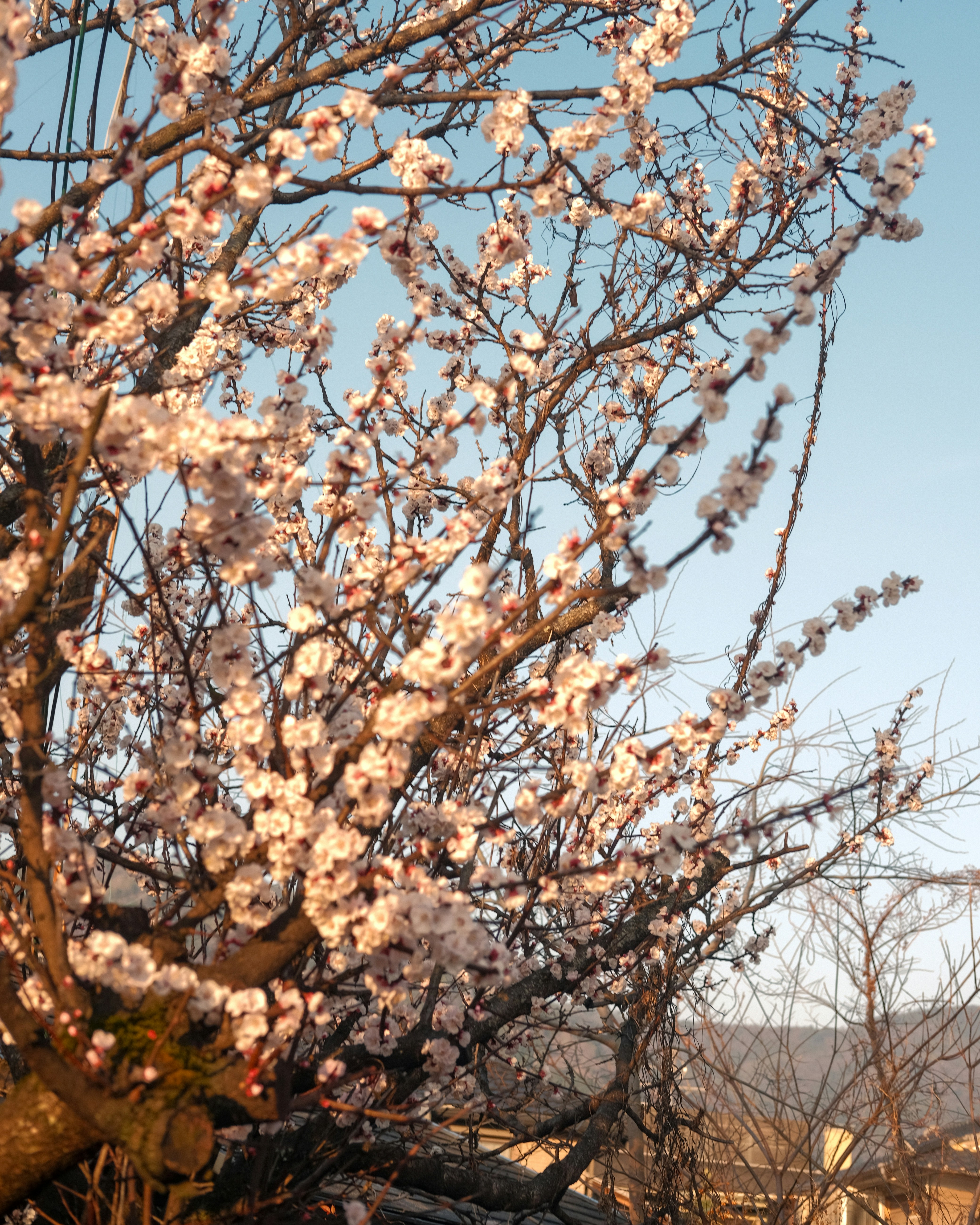 Blossoms in late afternoon light: a tangle of blossoms against blue sky