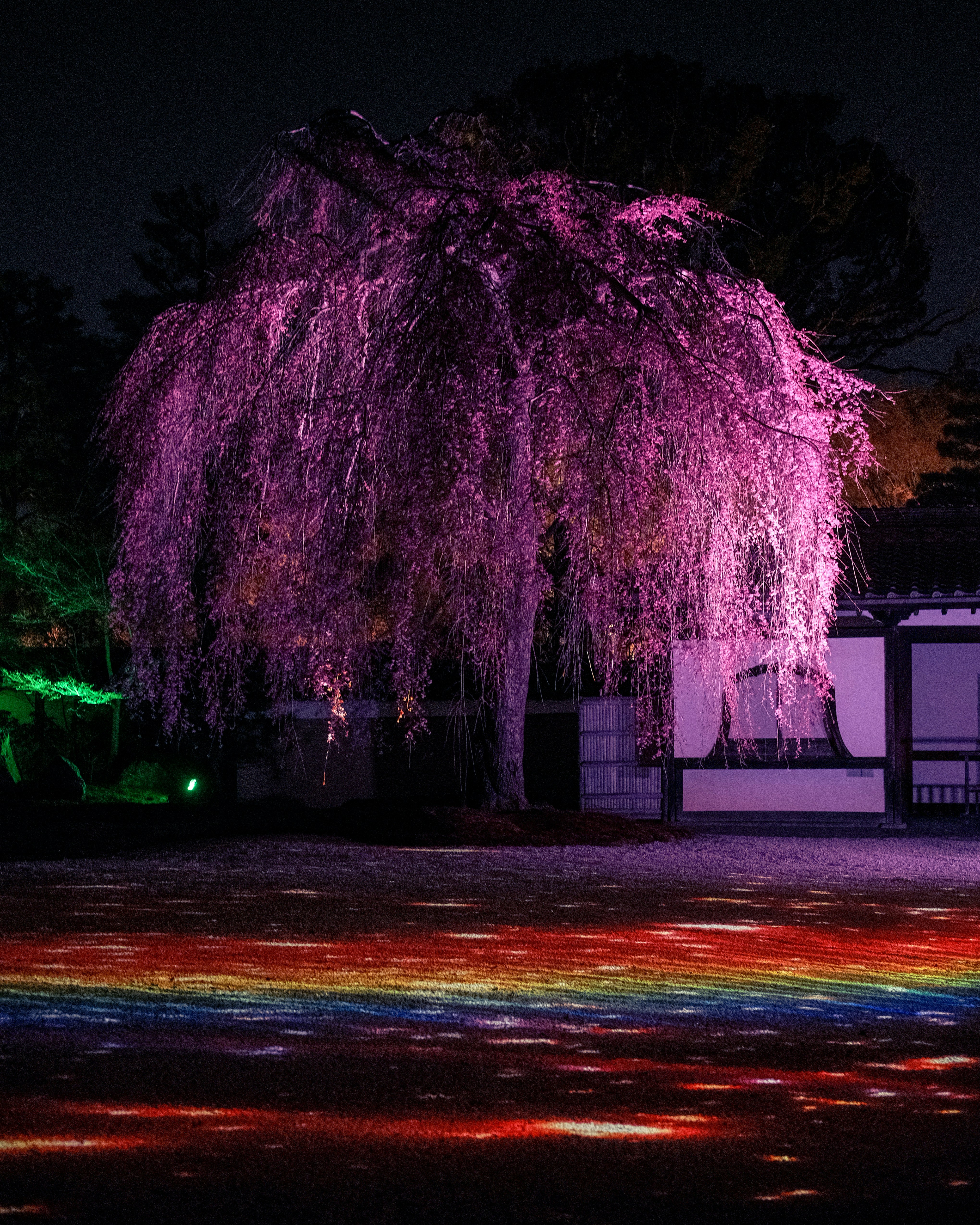 Weeping Cherry Under Neon Starlight