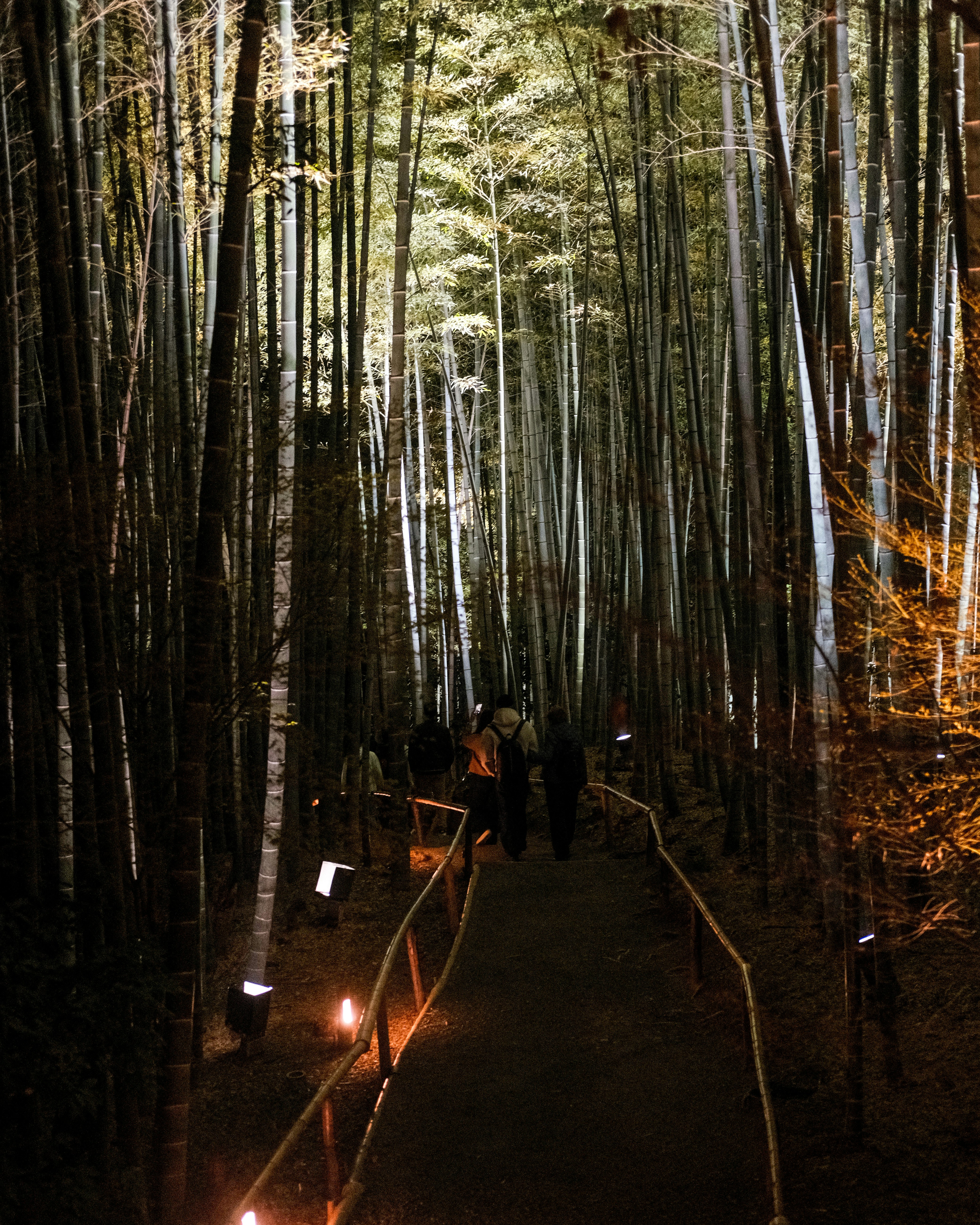 Lantern-lit Bamboo Quest Through a Quiet Corridor