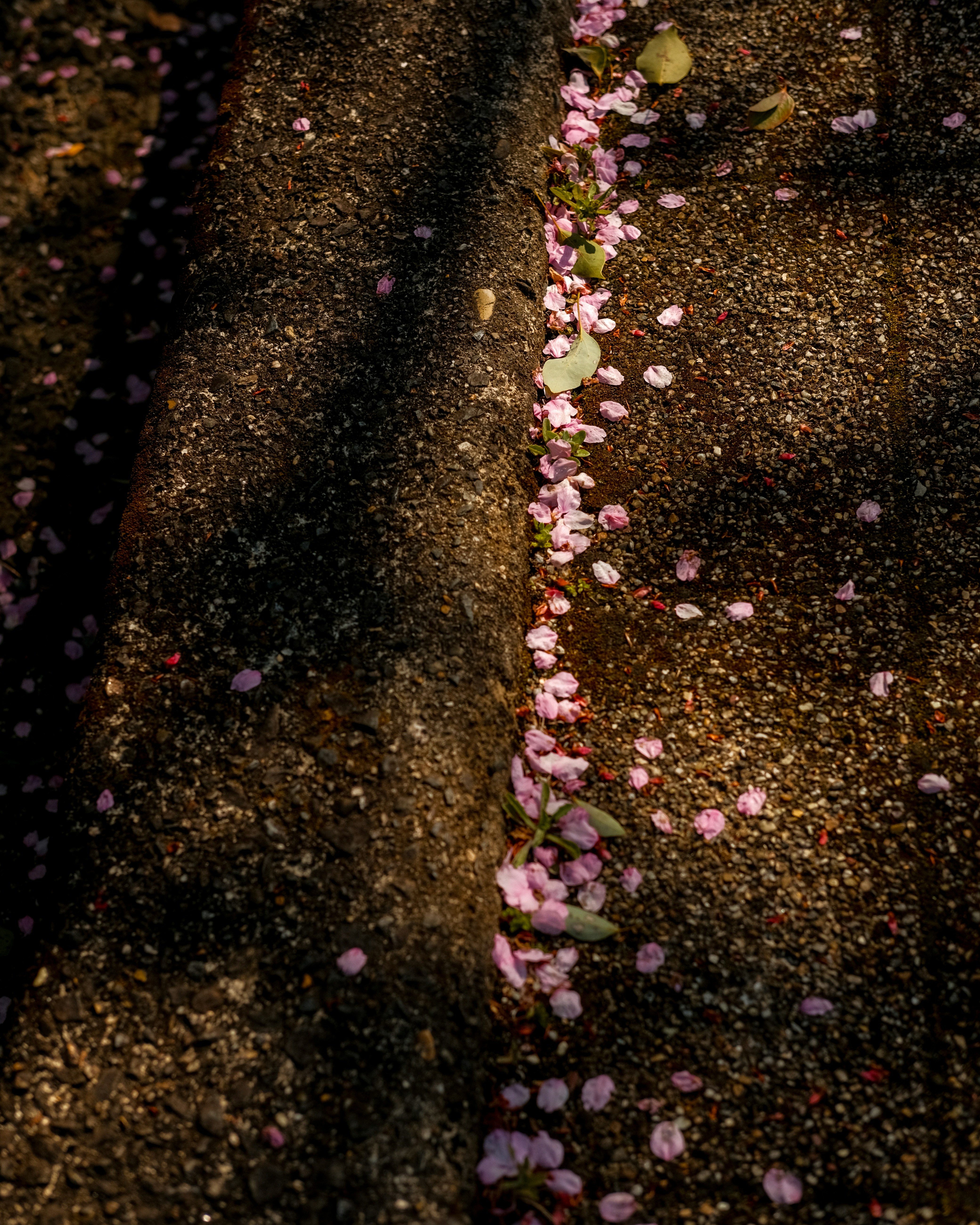 Petals Along the Cracked Path: Evening Light on a Sepia-Colored Walkway