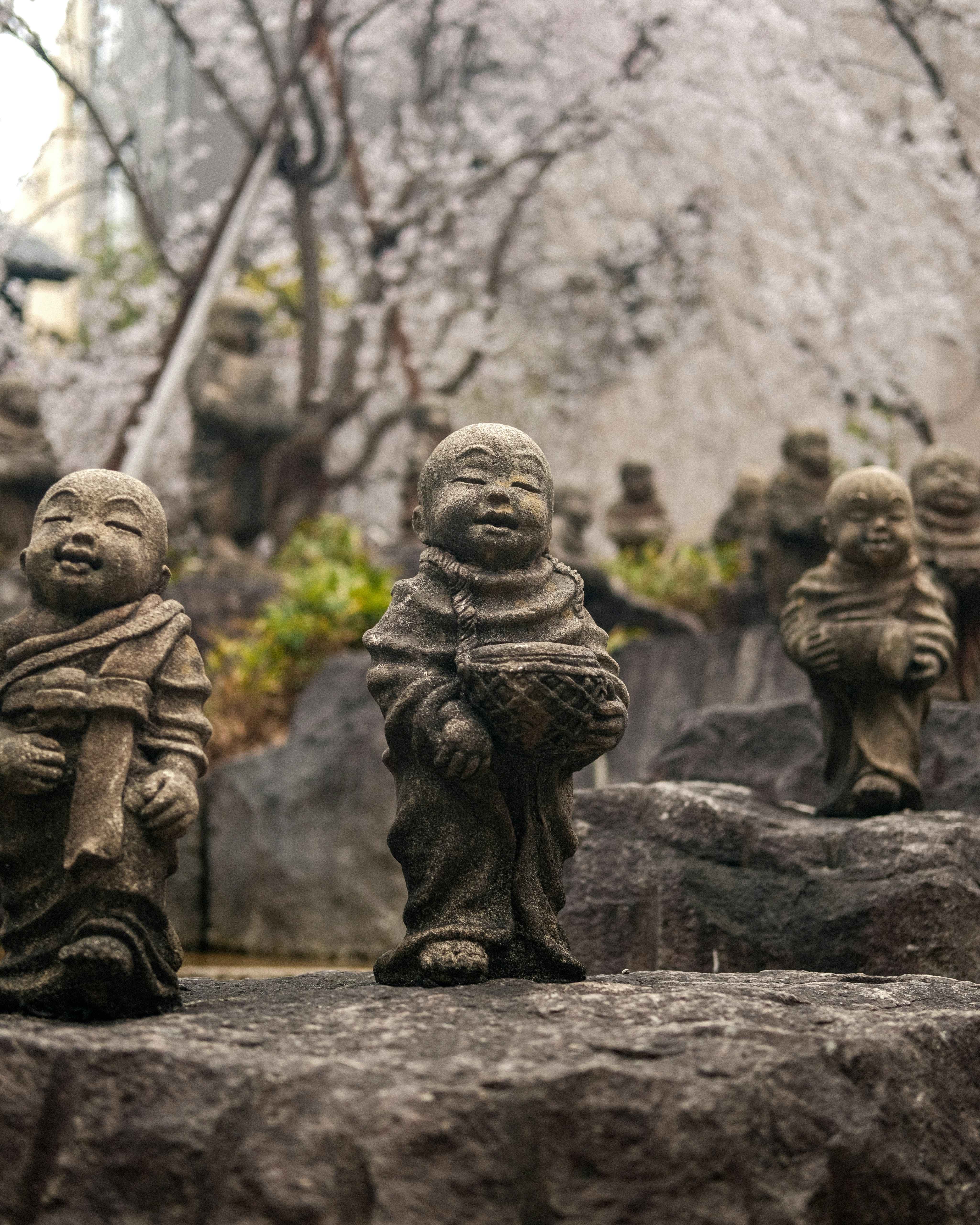 Smiling Monks on a Stone Stage Amid Cherry Blossoms