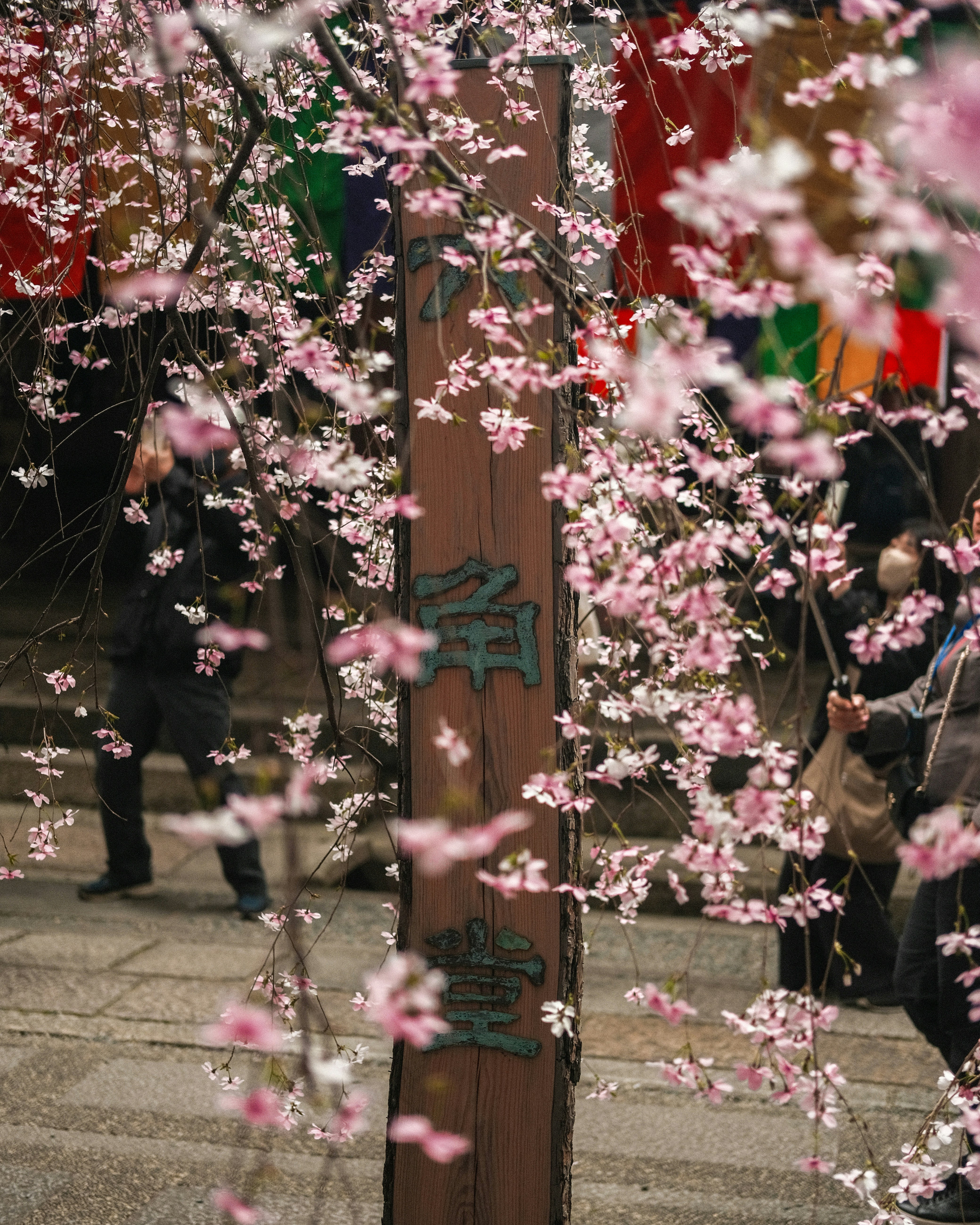 Blossoms Veiling a Lantern-Stone under a Crowded Courtyard