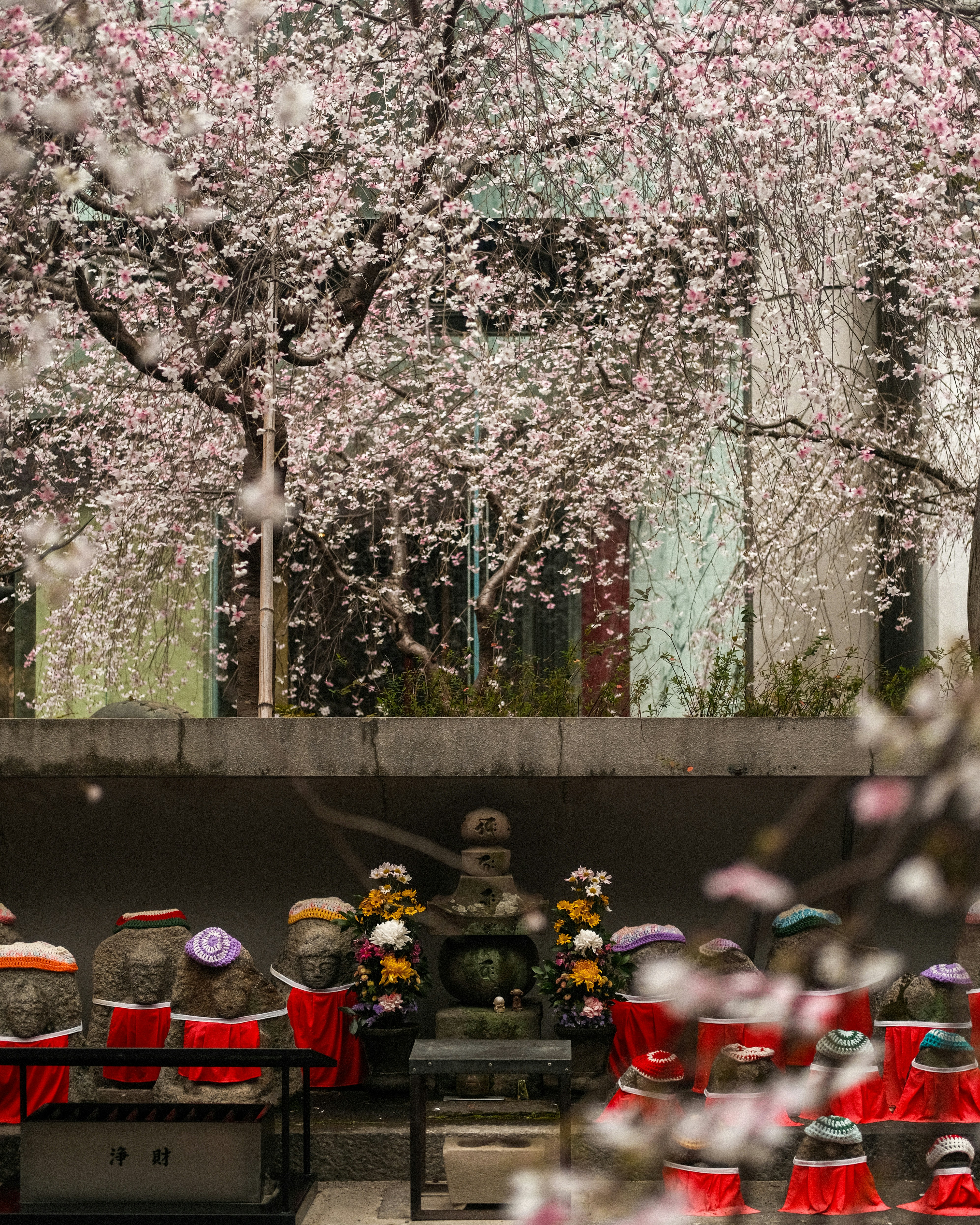 Blooming Terrace: A Quiet Shrine Among Cherry Petals