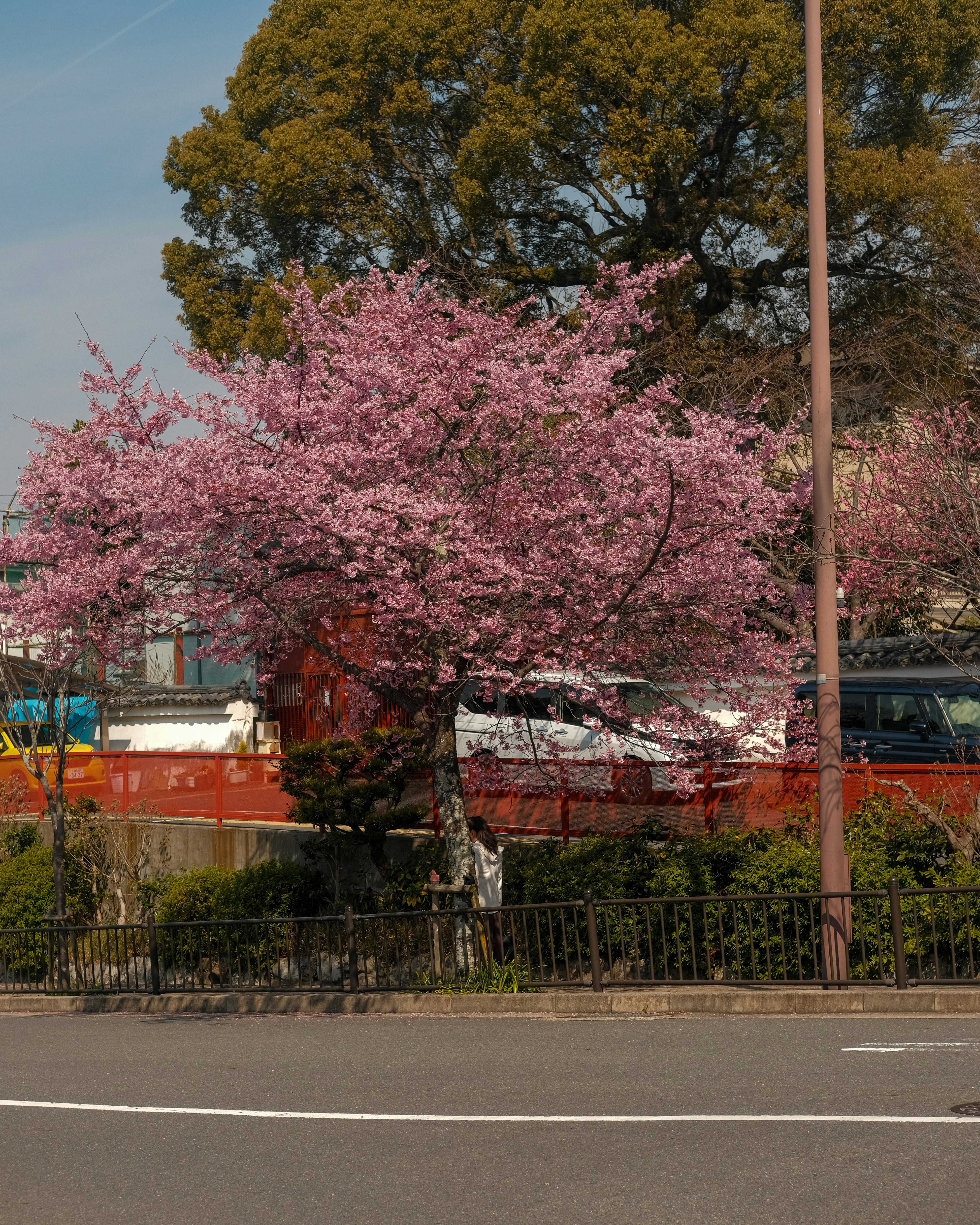 Blossoms by the Street: Pink Magnolia Cheer Under a Streetlight