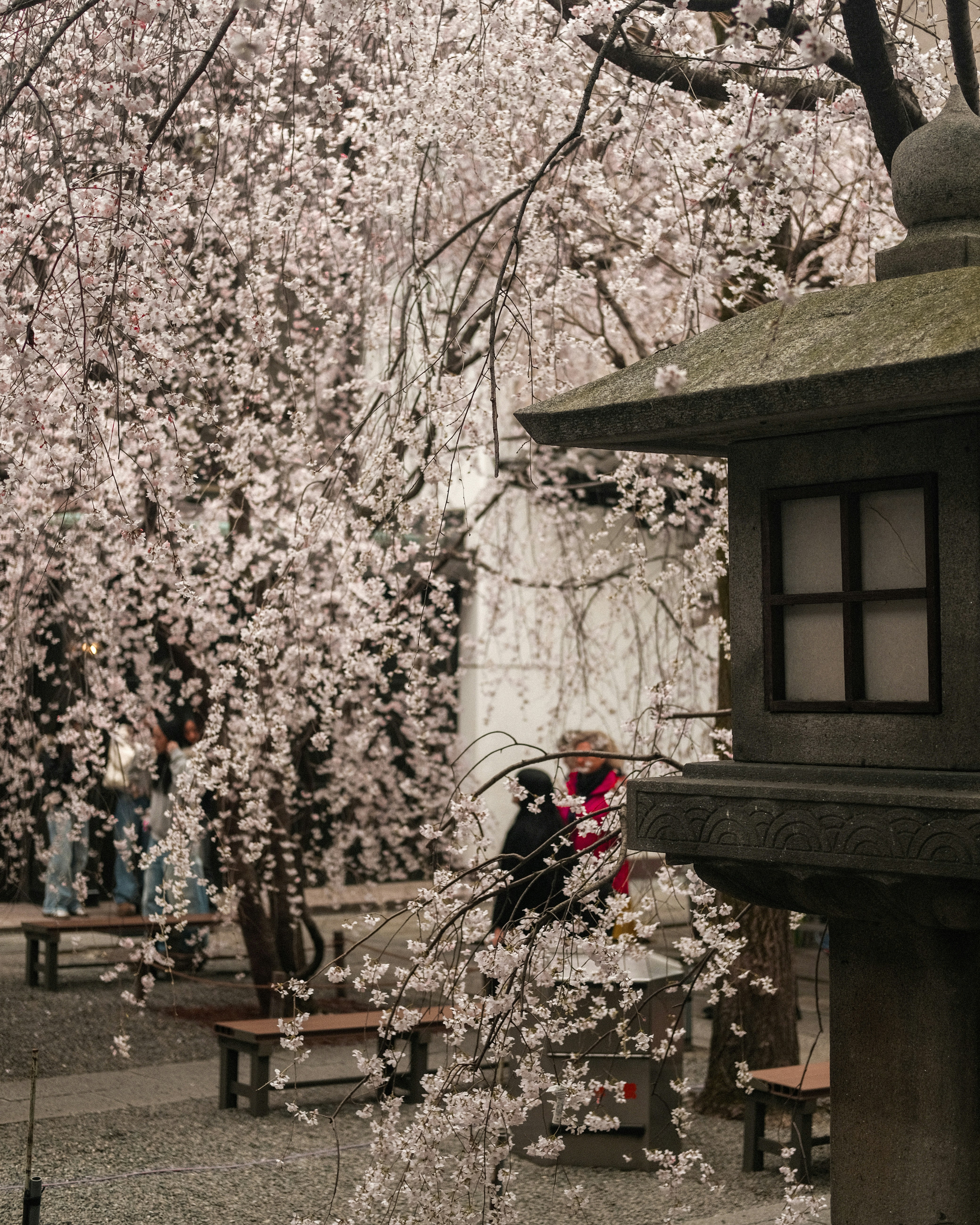 Cherry Veil over Stone Lantern