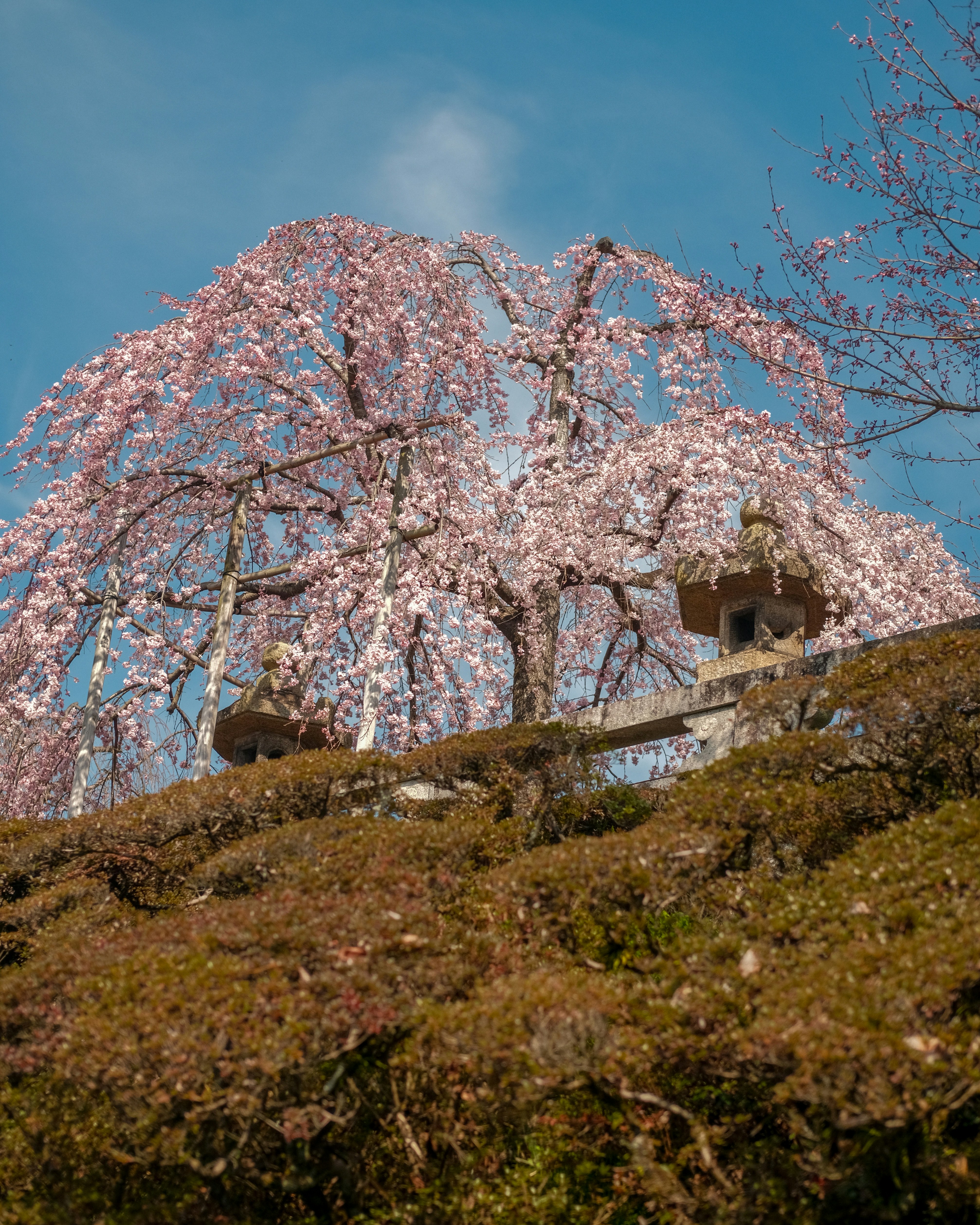 Blossoms Over the Stone Gate