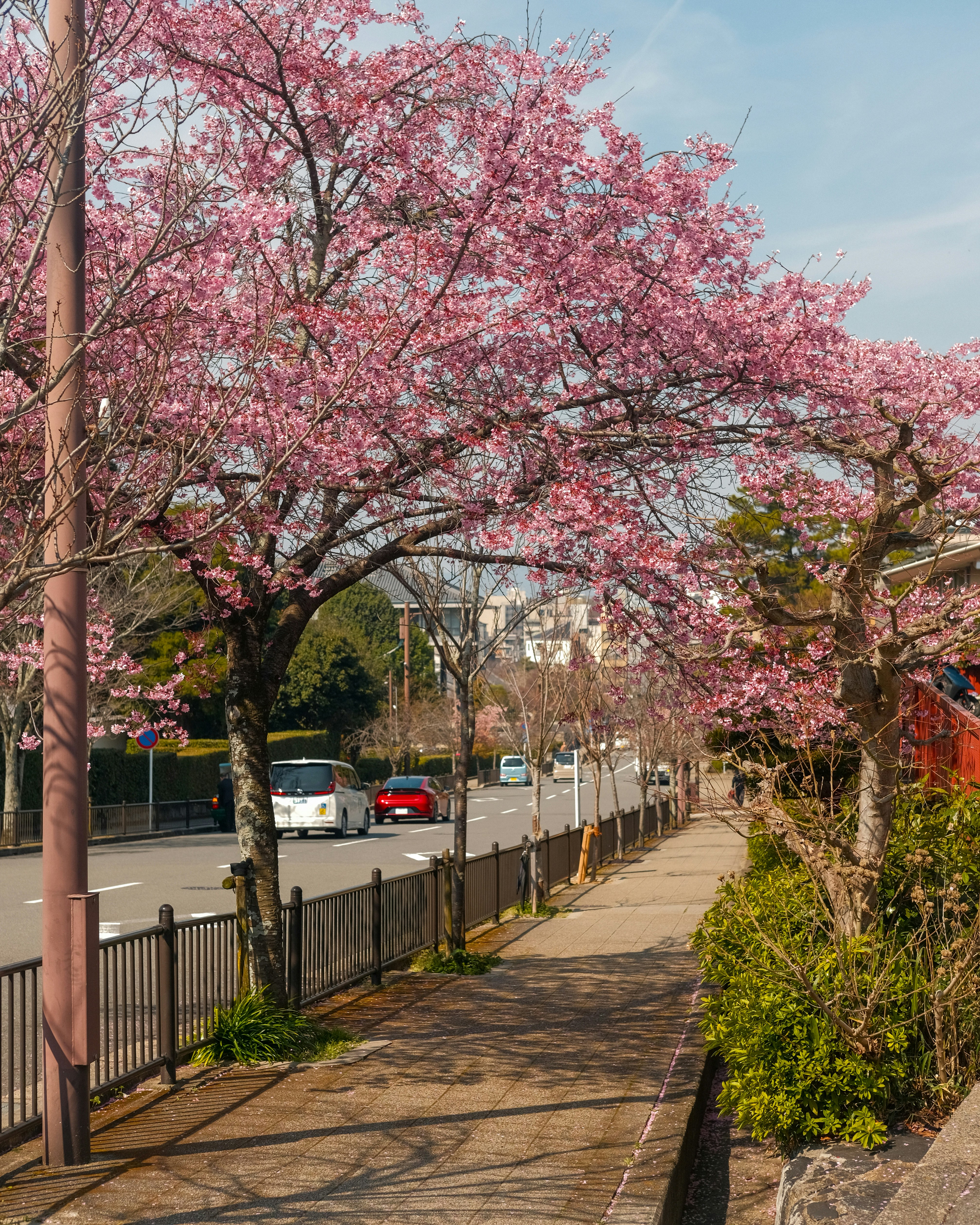 Cherry-Tree Avenue: A Sunlit City Walk Under Blooming Canopies