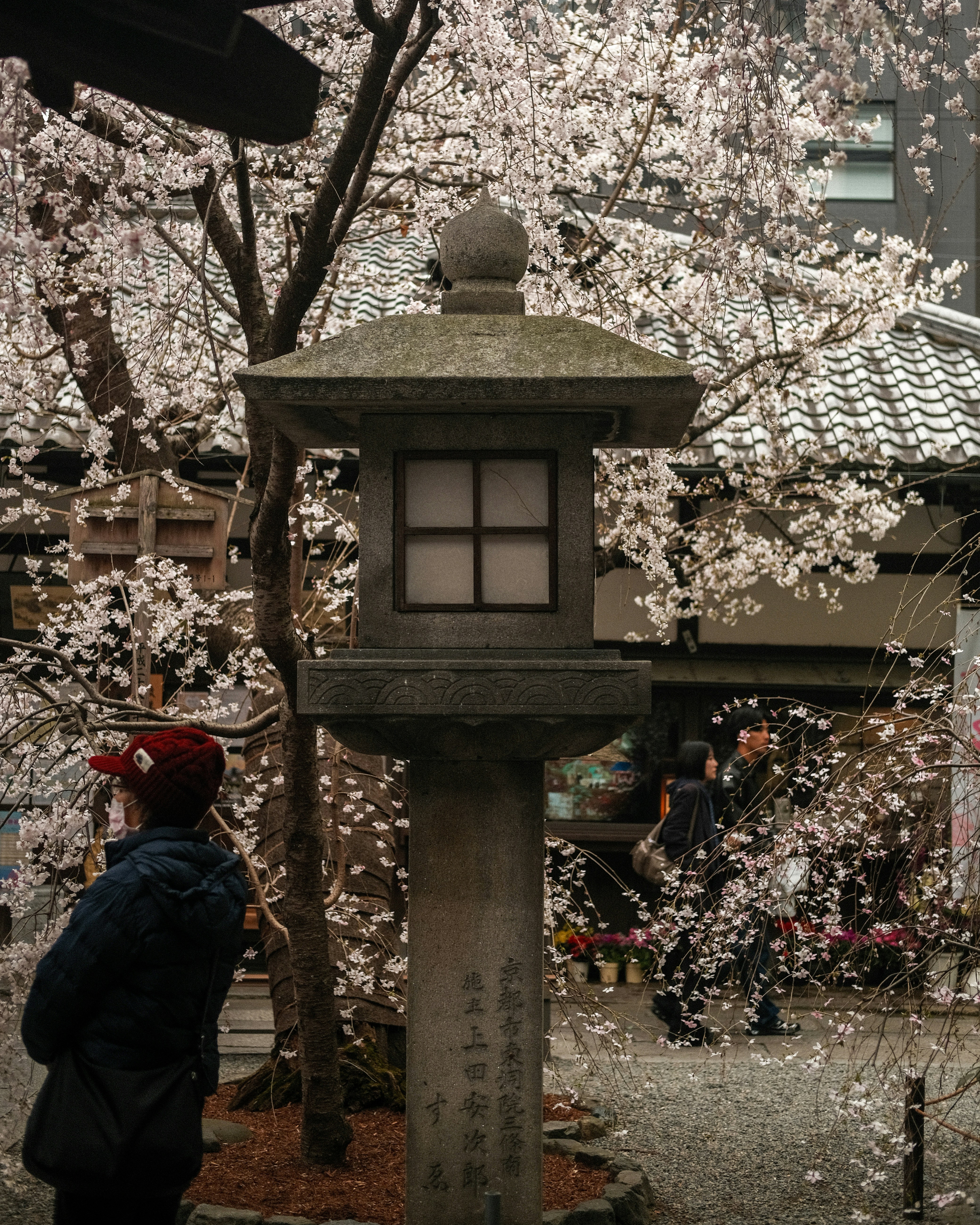 Cherry Lantern in Bloom: A Quiet Temple Courtyard Framed by blossoms