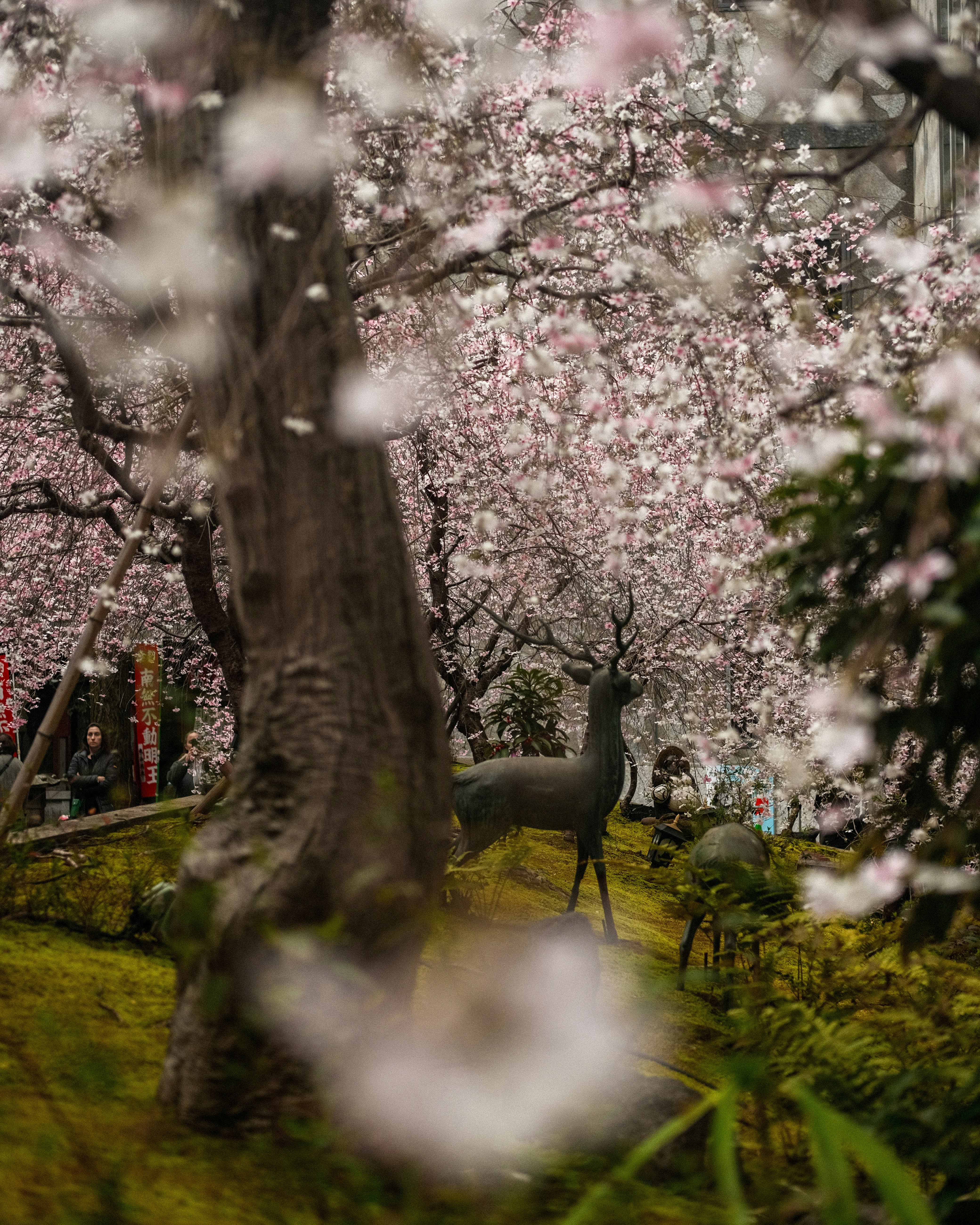 Quiet Deer Beneath Cherry Blossoms in a Tranquil Park