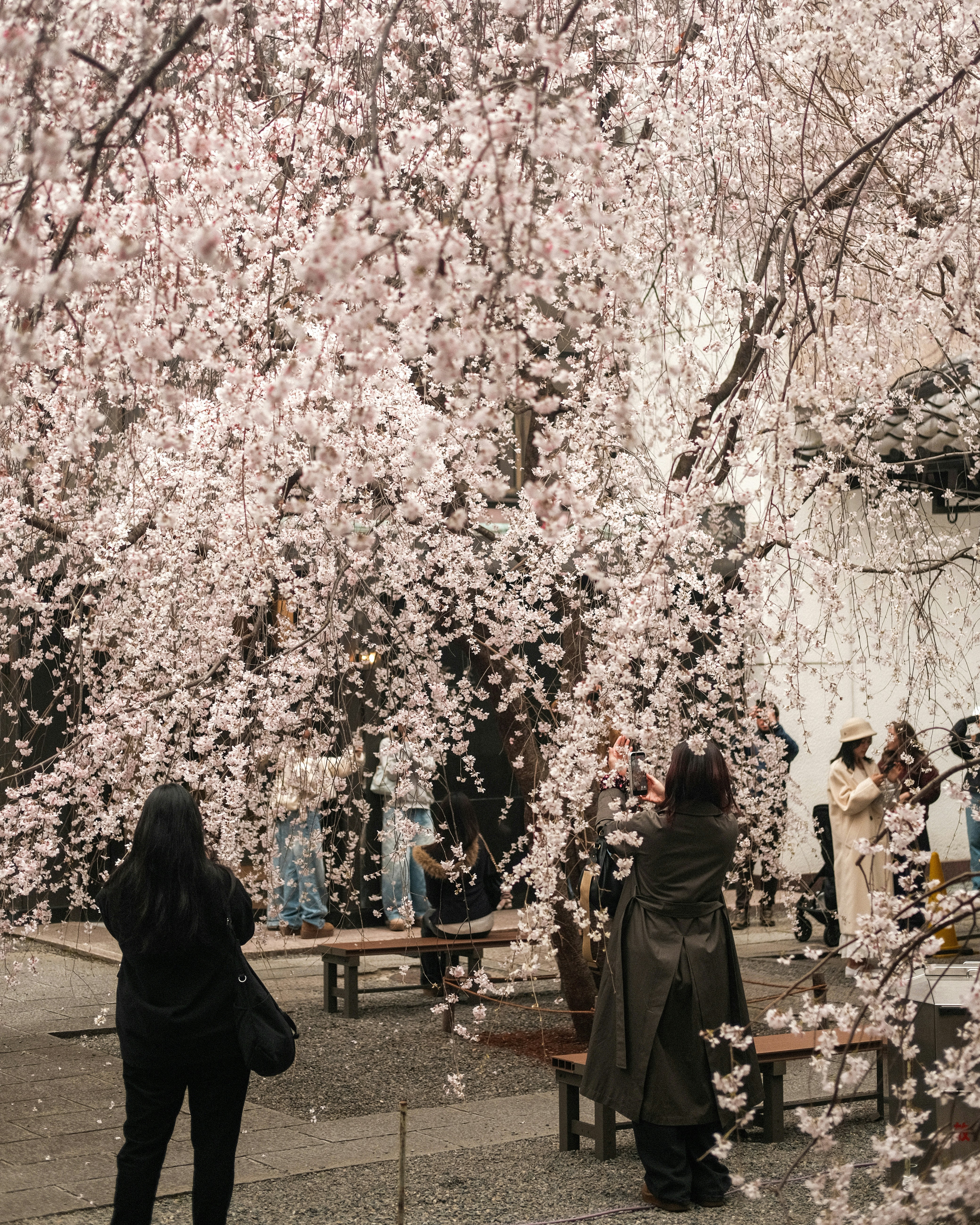 Cherry Blossom Courtyard: A Portrait Under Pink Canopy