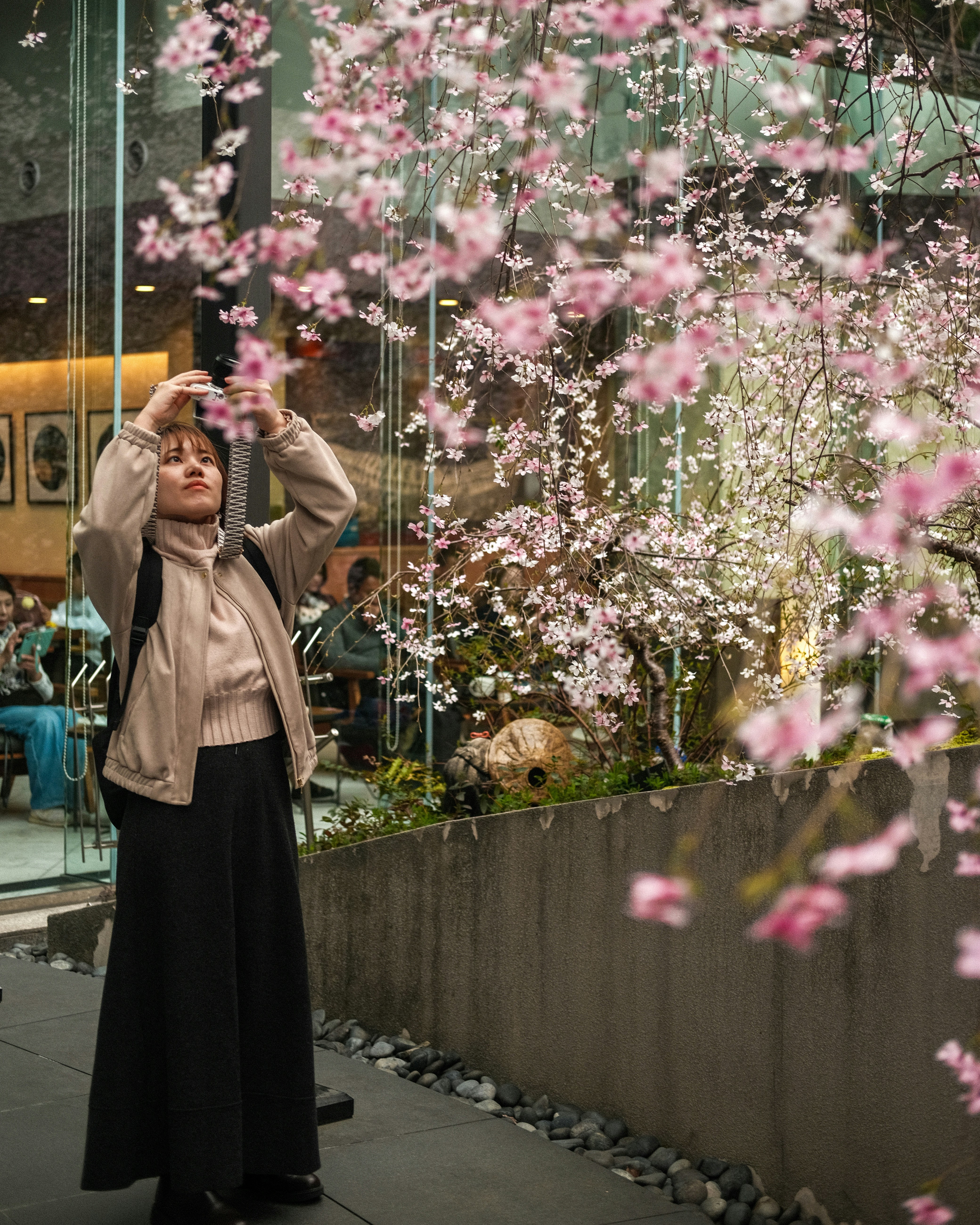 Cherry Blossom Gaze: A Moment Captured Amid Glass and Bloom