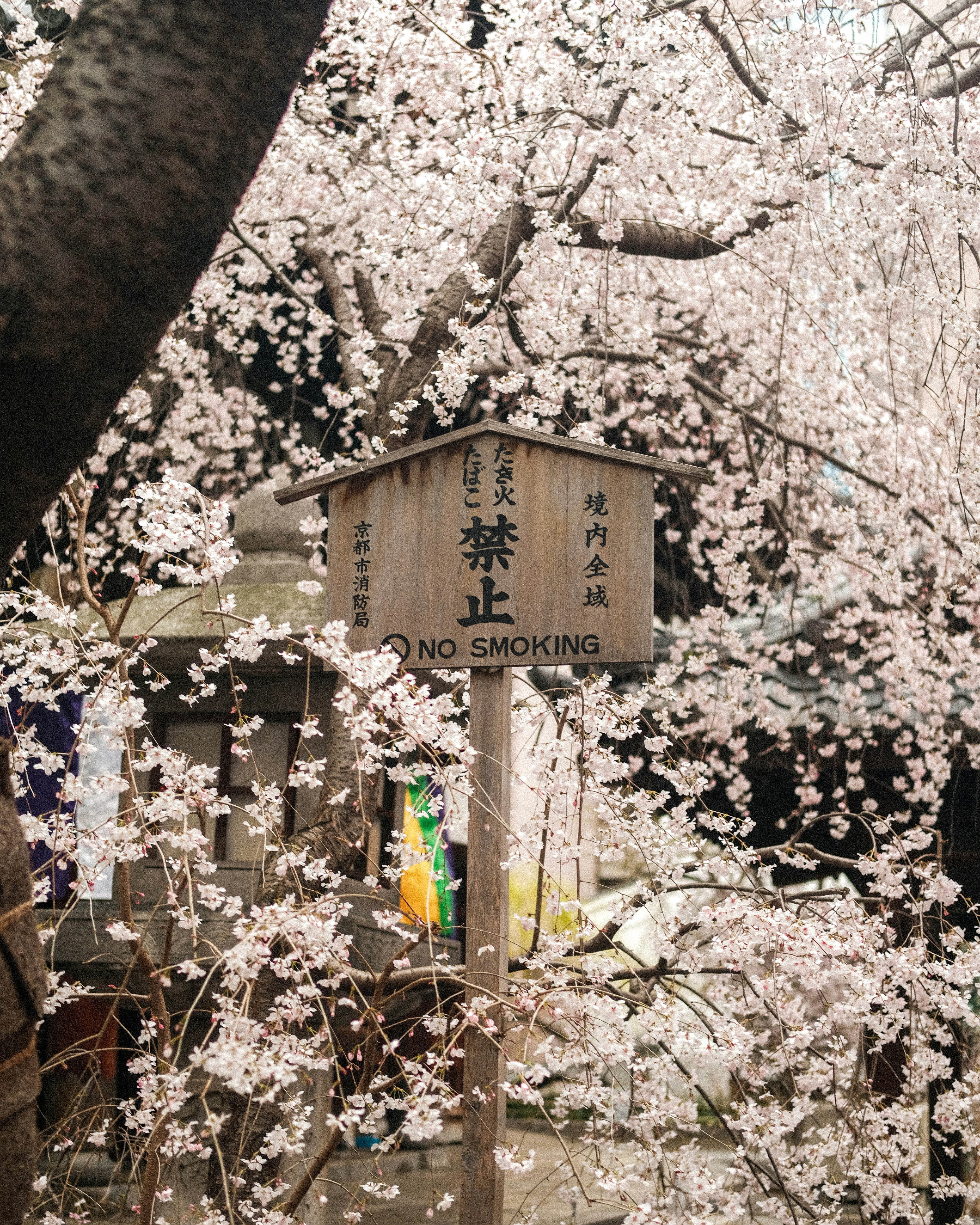 Blossoms Veil over a No Smoking Shrine