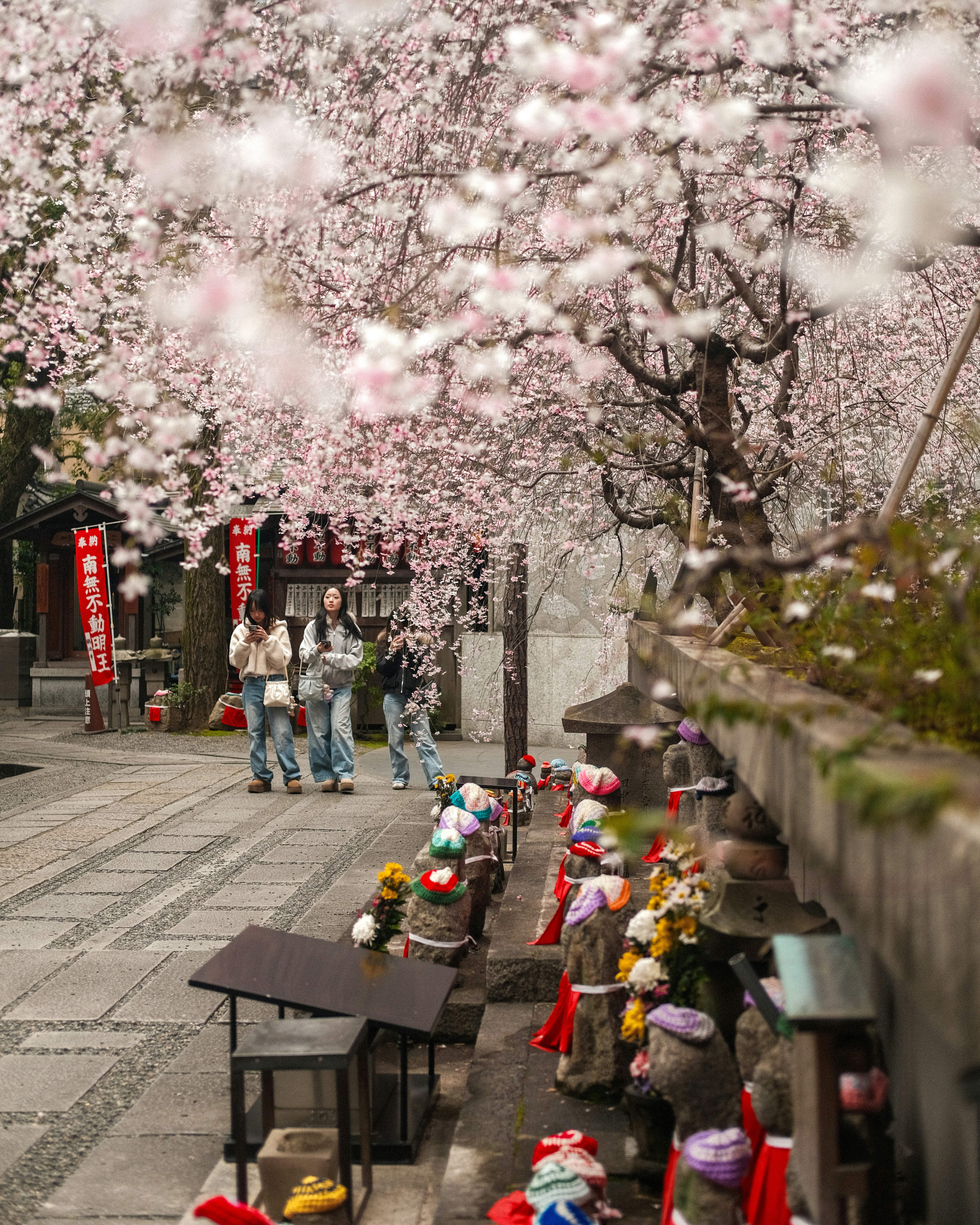 Petal Canopy Over Quiet Courtyard Portrait