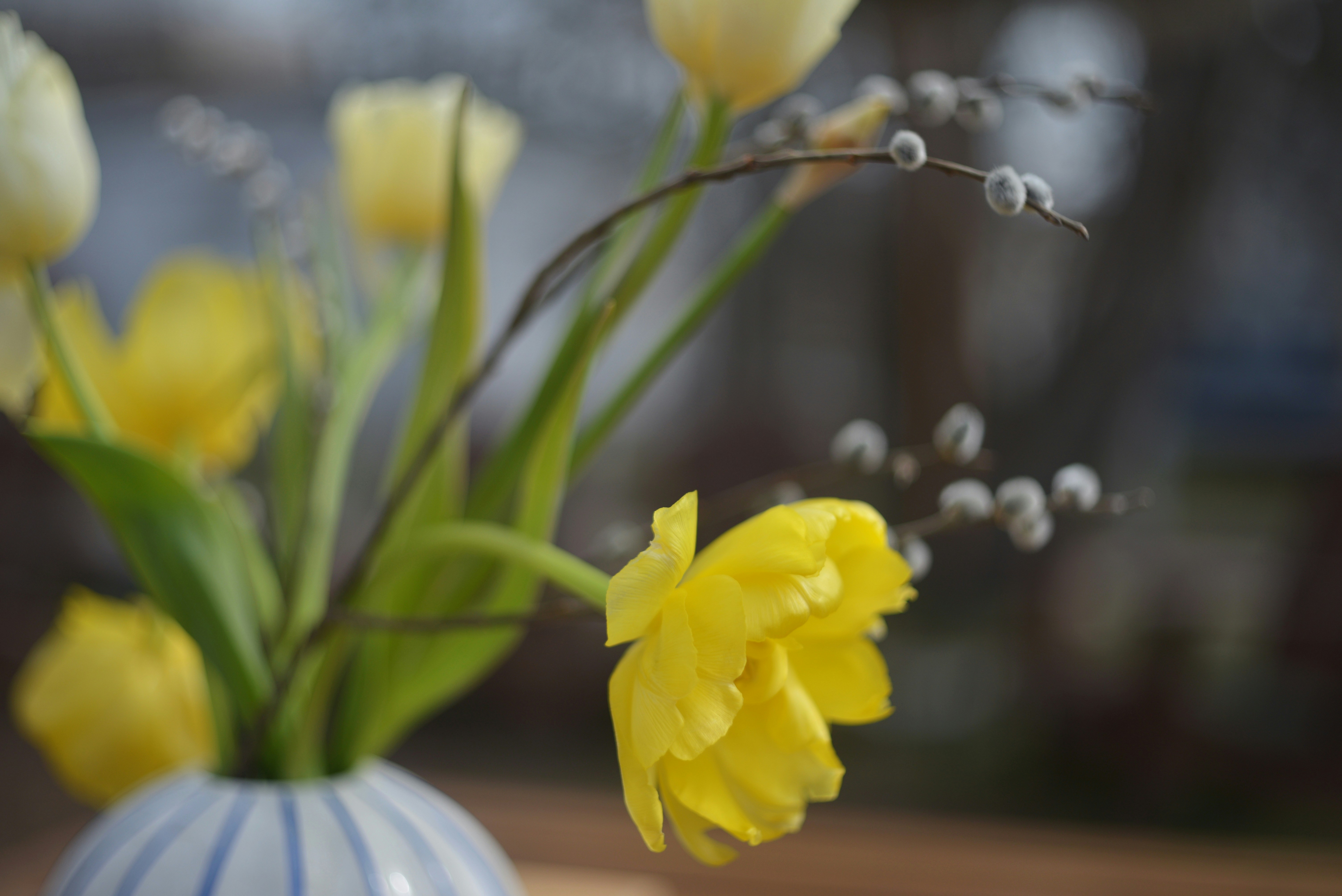 Yellow Tulip Still Life in a Ceramic Vase with Soft Backdrop