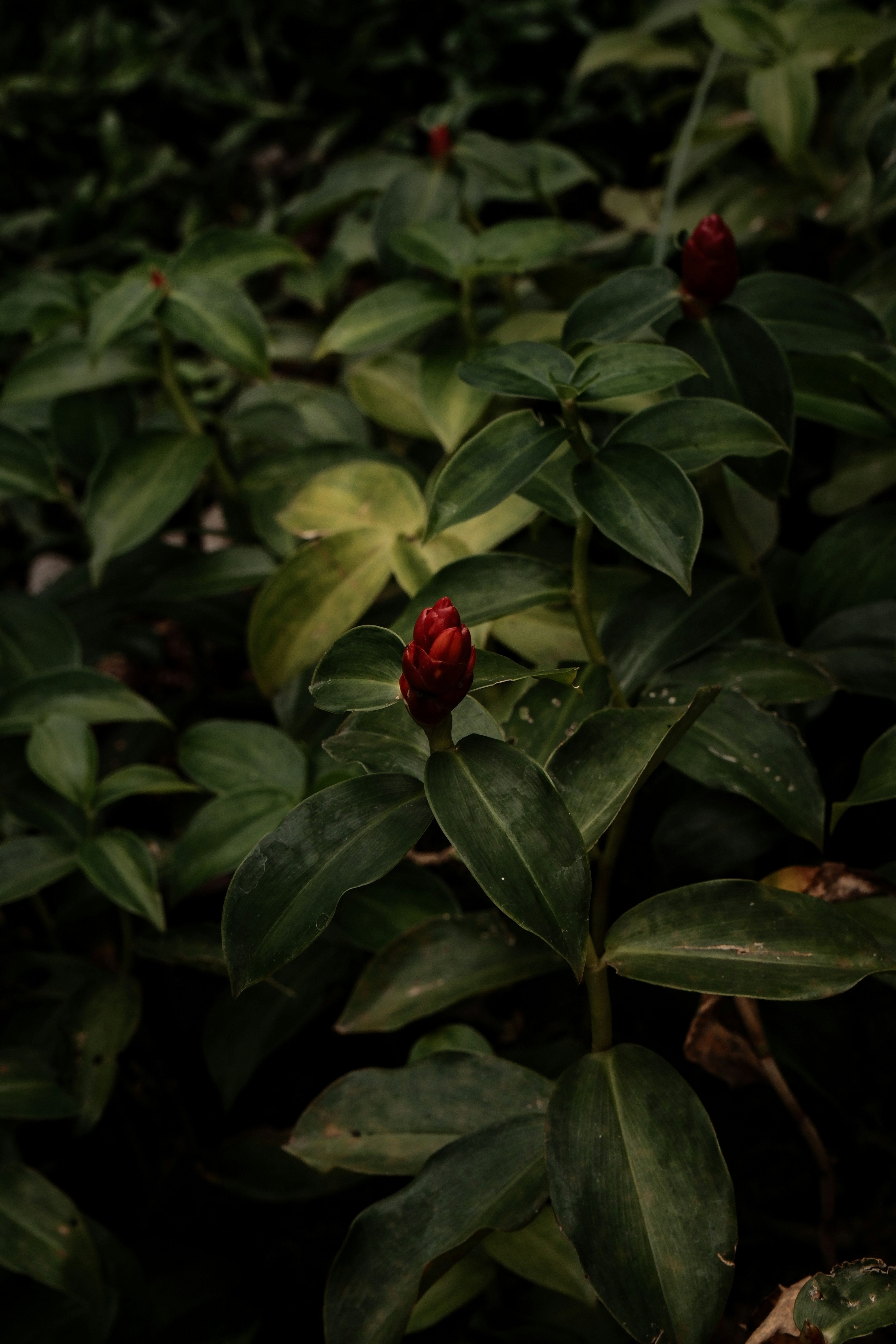 Crimson Buds Amid Deep Green Leaves