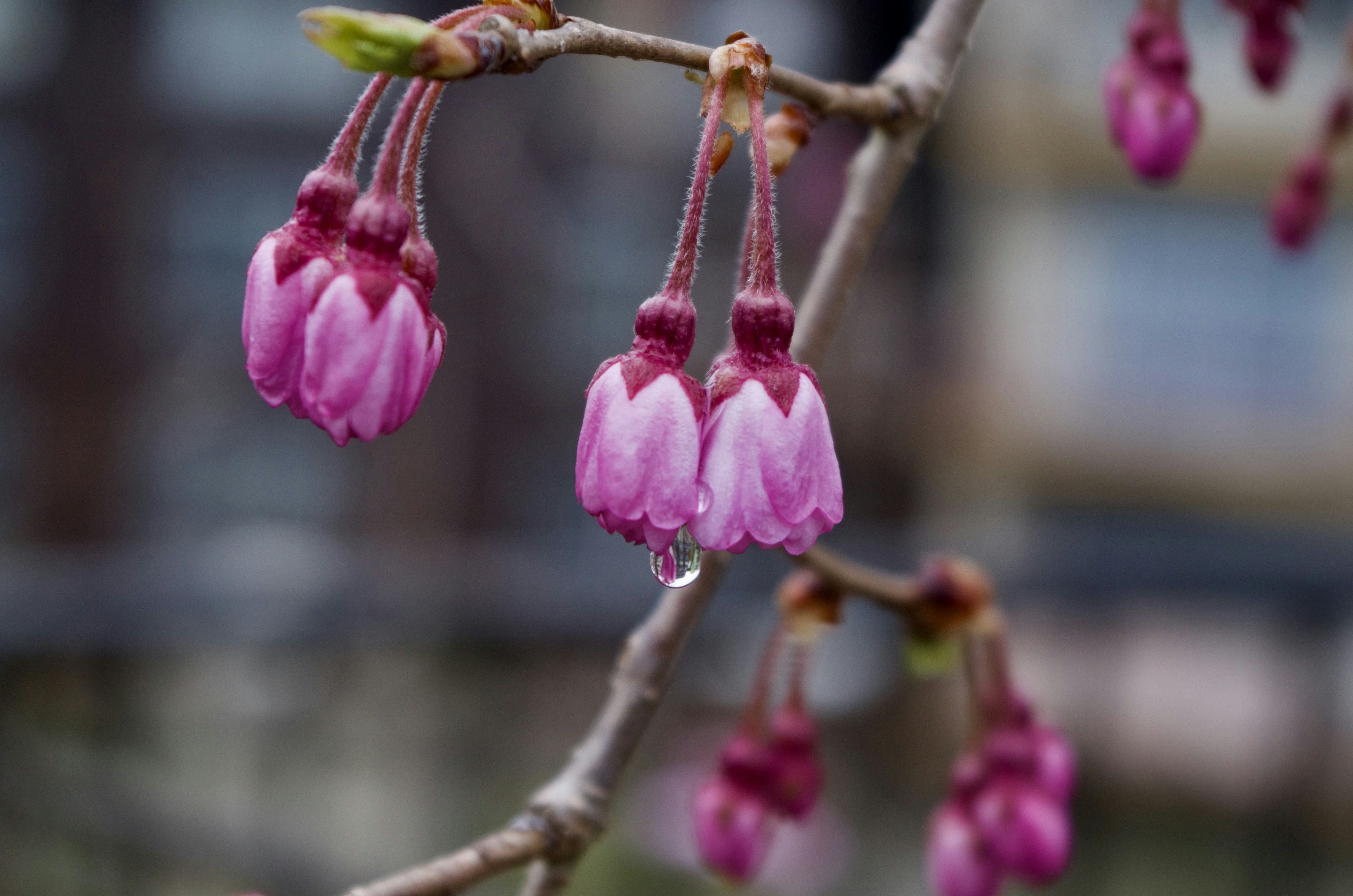 Lilac Buds with a Droplet of Rain