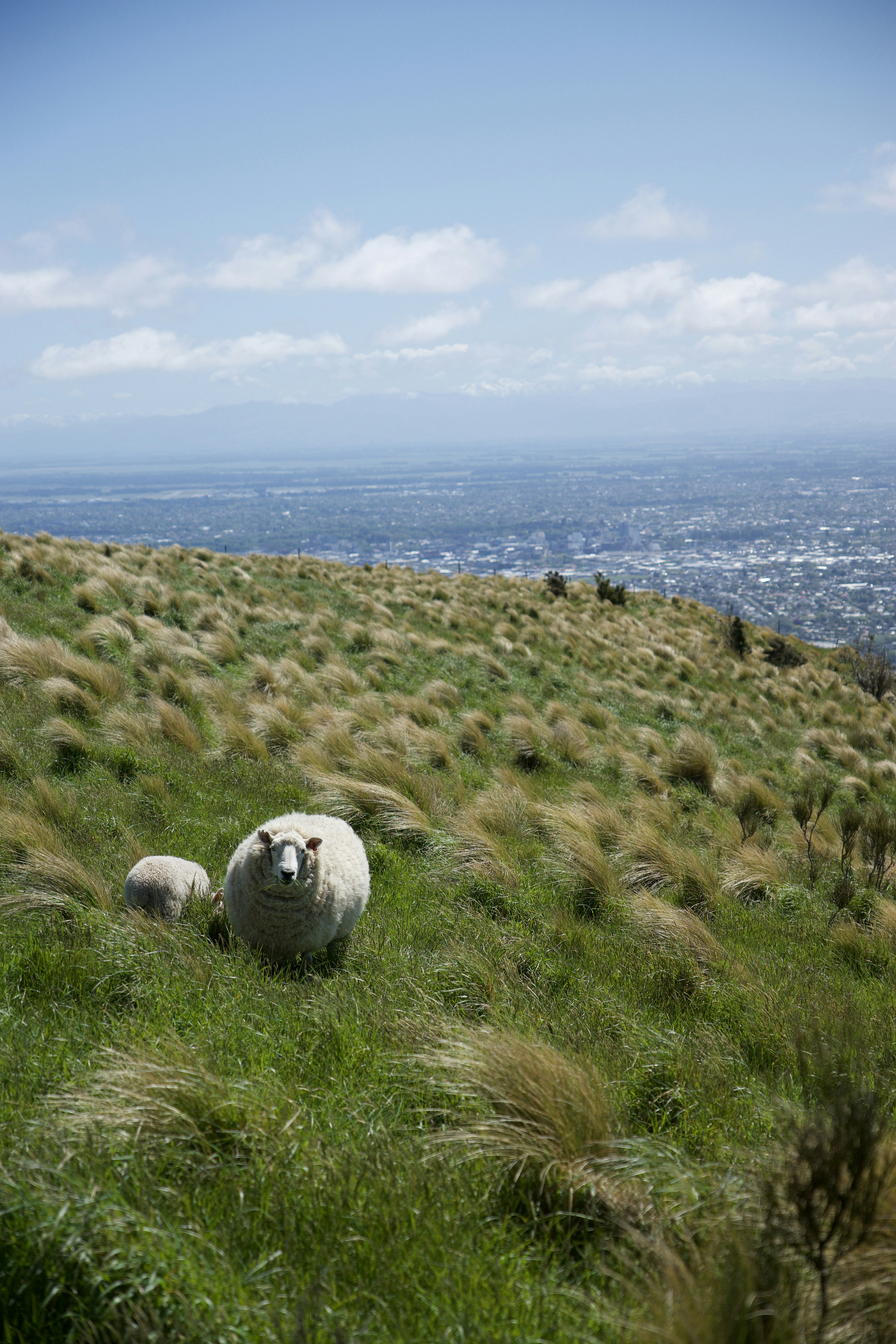 Lone Sheep on a Wind-Swept Hill Overlooking a Distant Valley