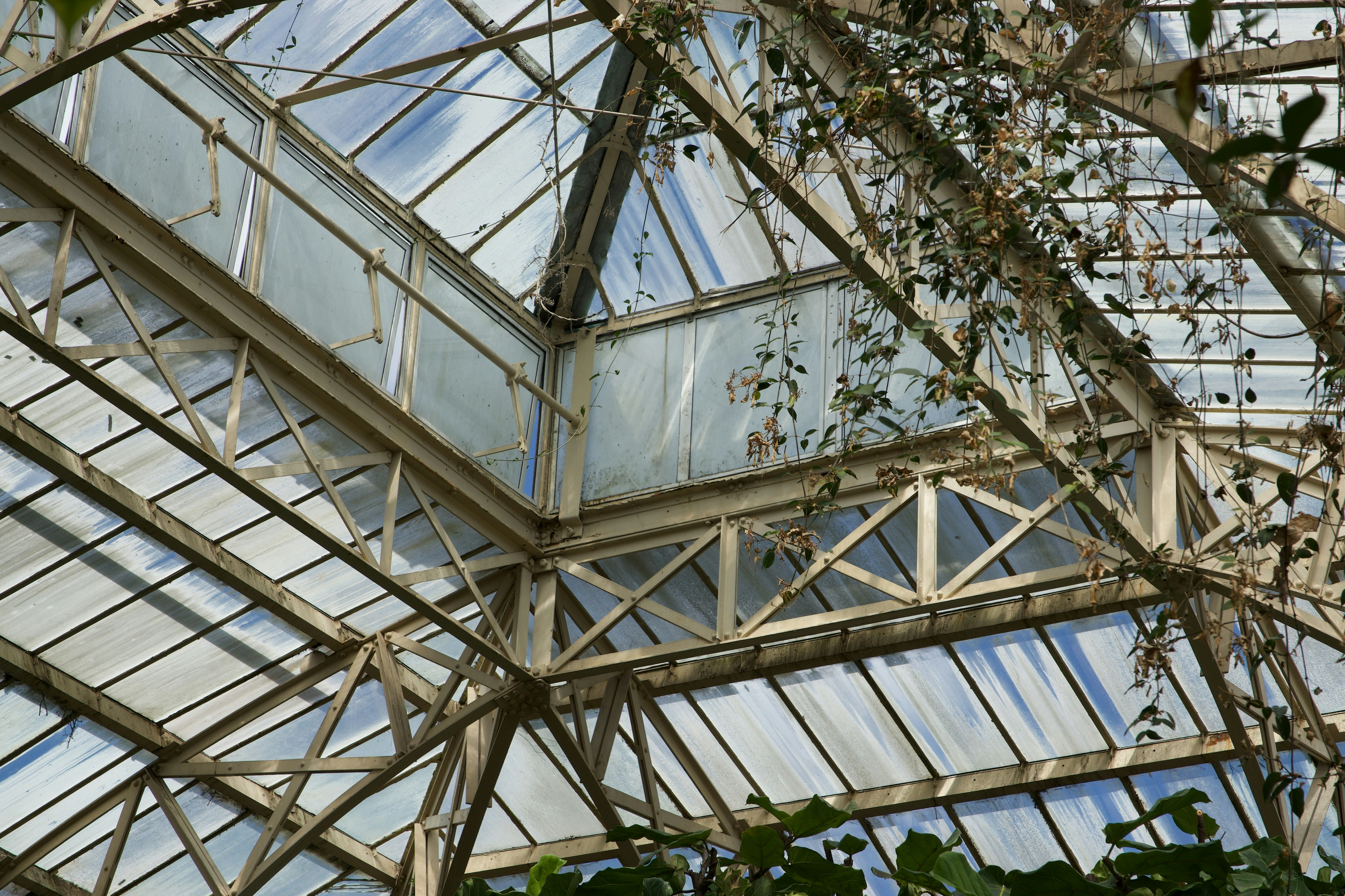 Glass Conservatory Lattice: Skyward Triangles and Tangled Vines