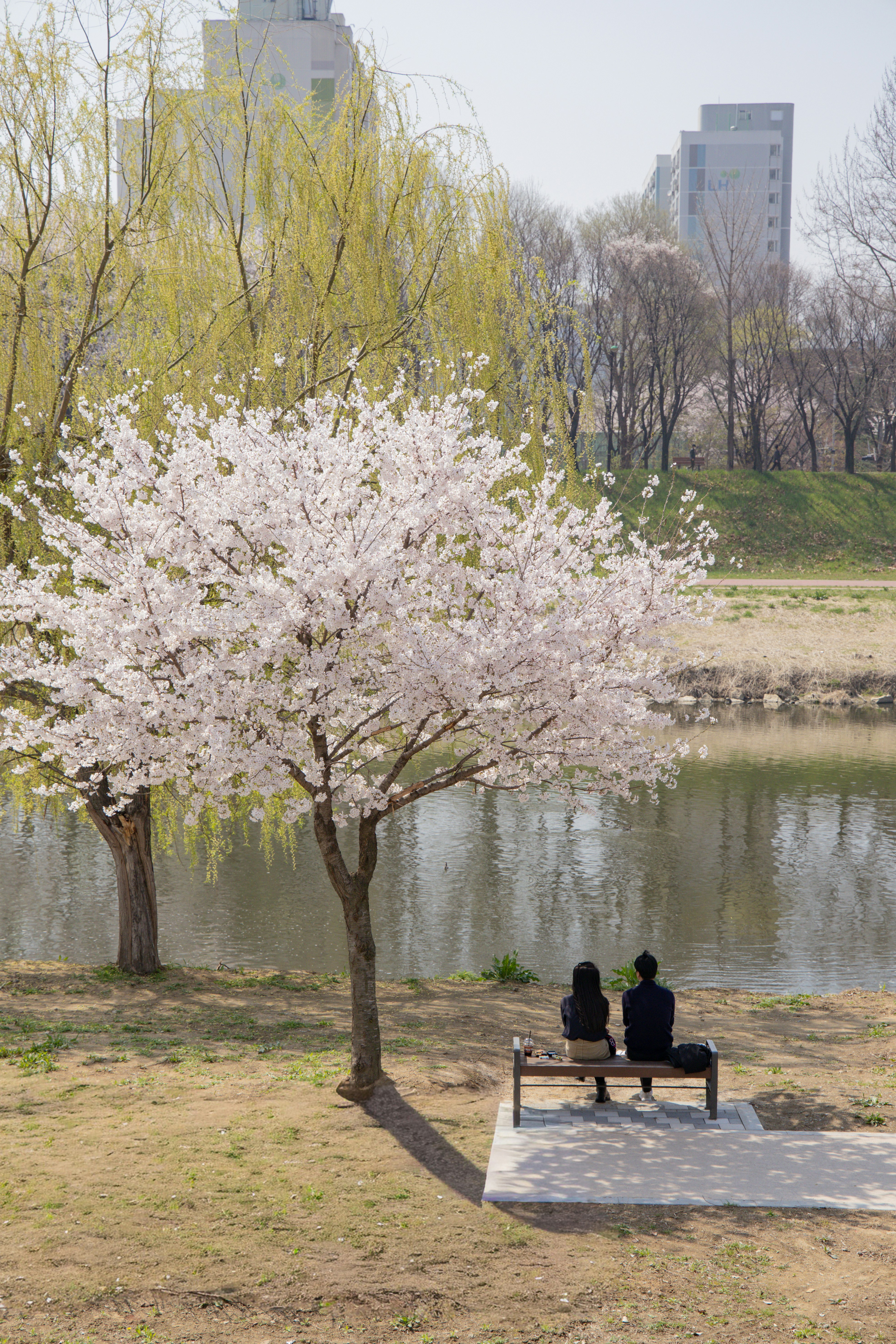 Cherry Blossom Veranda: Lovers on the Riverside Bench