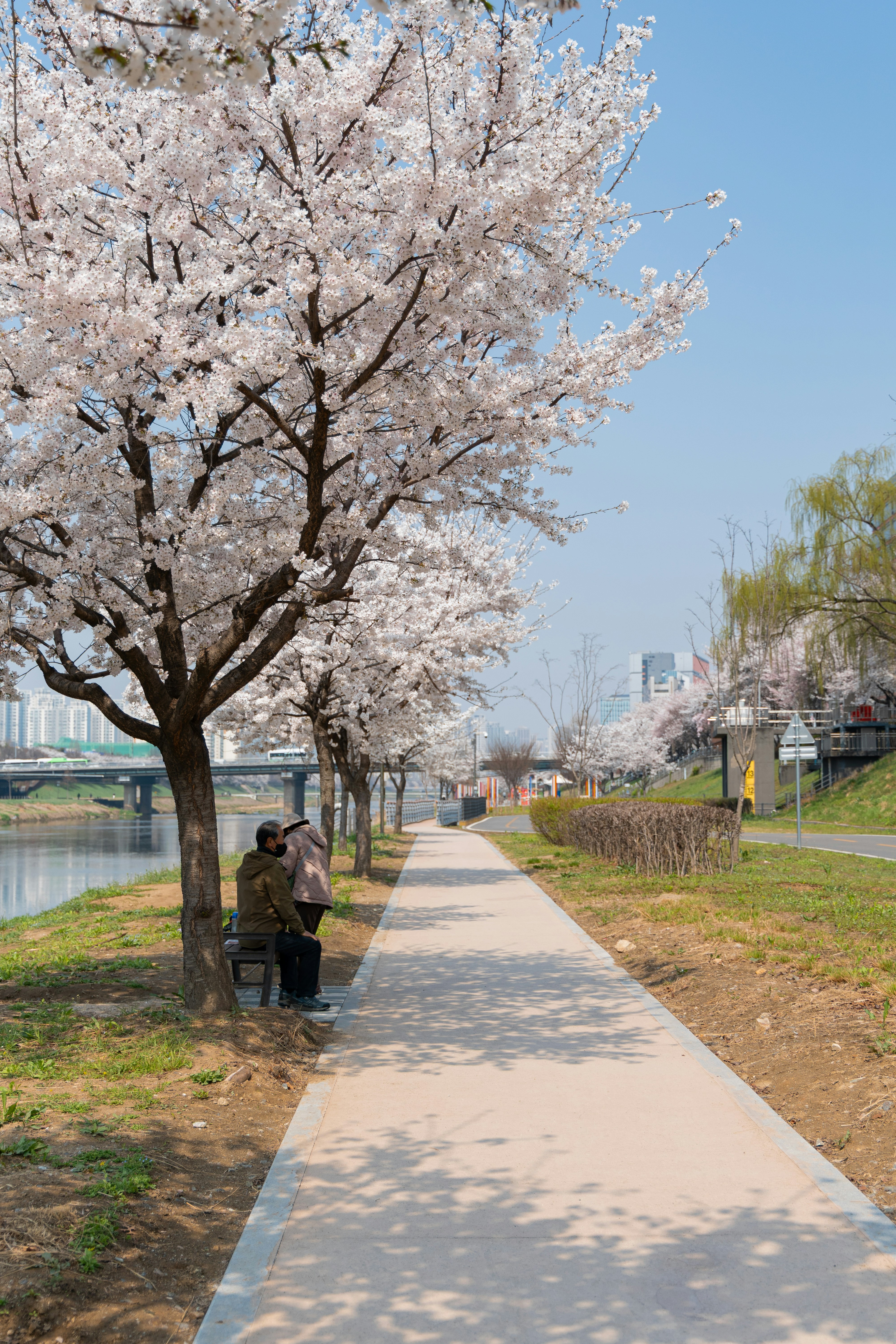 Cherry Blossom Lane by the Riverside Path