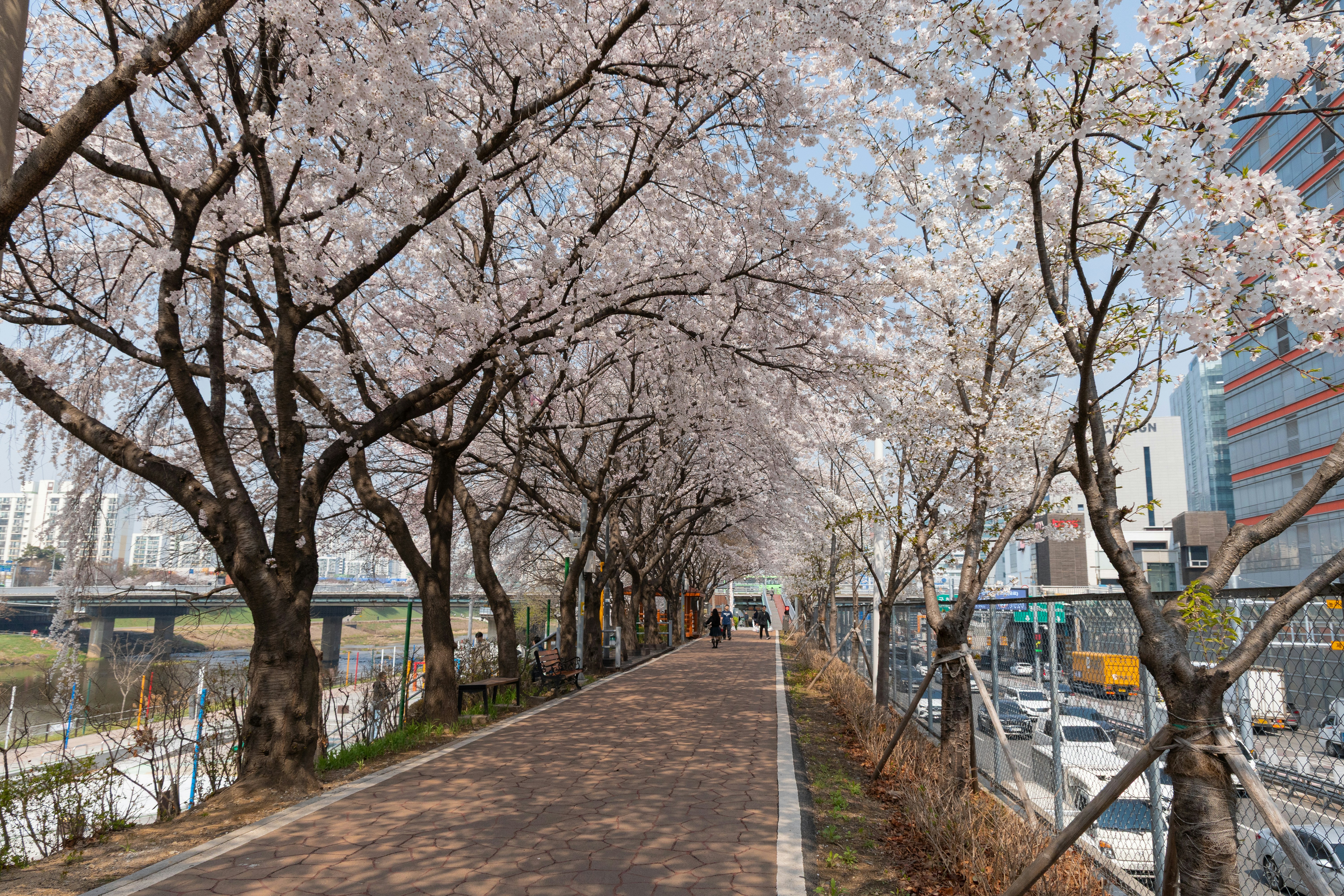 Cherry Blossom Alley Under Hemispheric Canopy