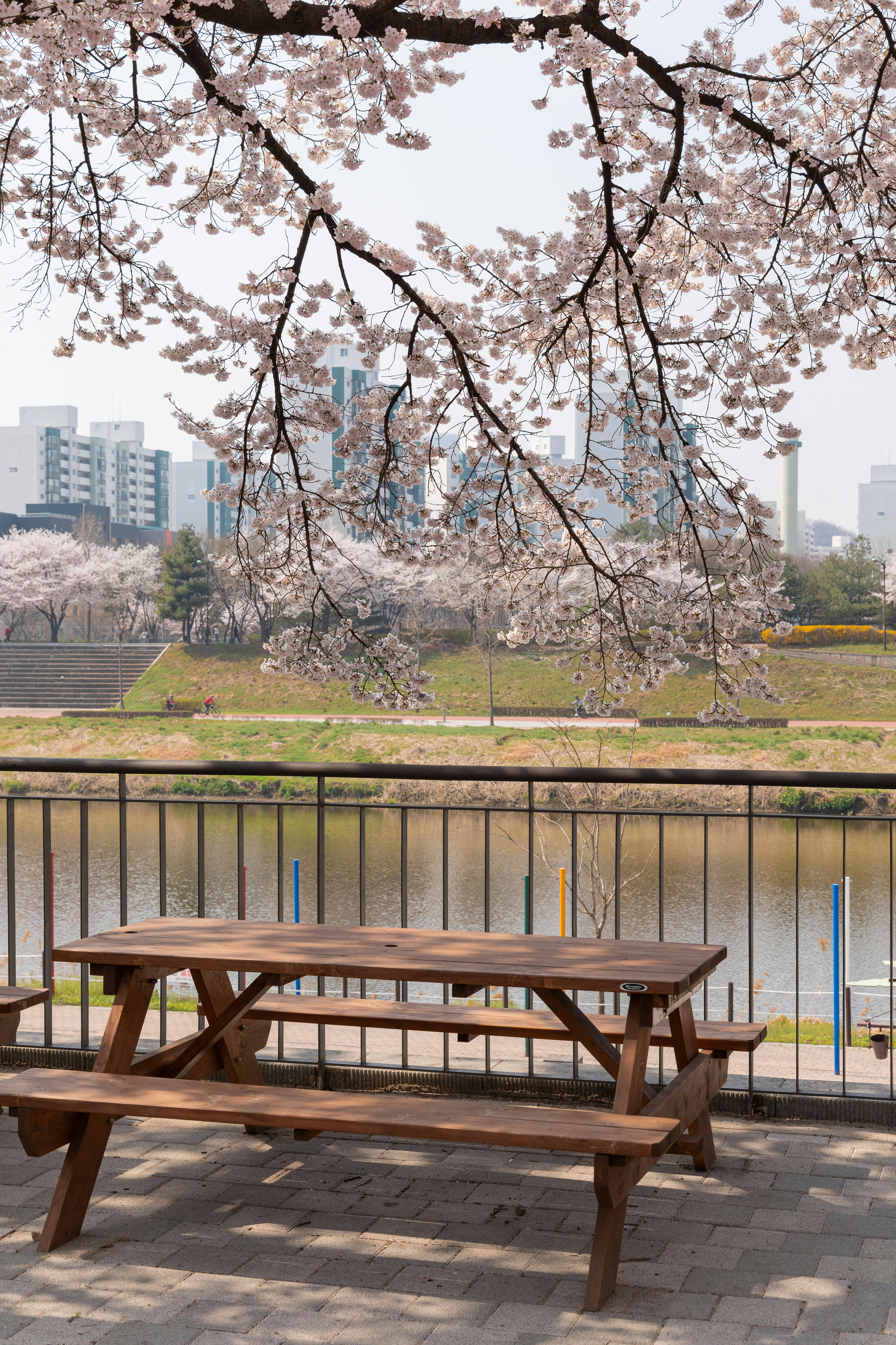 Cherry Blossom Overlook by the Riverside Picnic Table