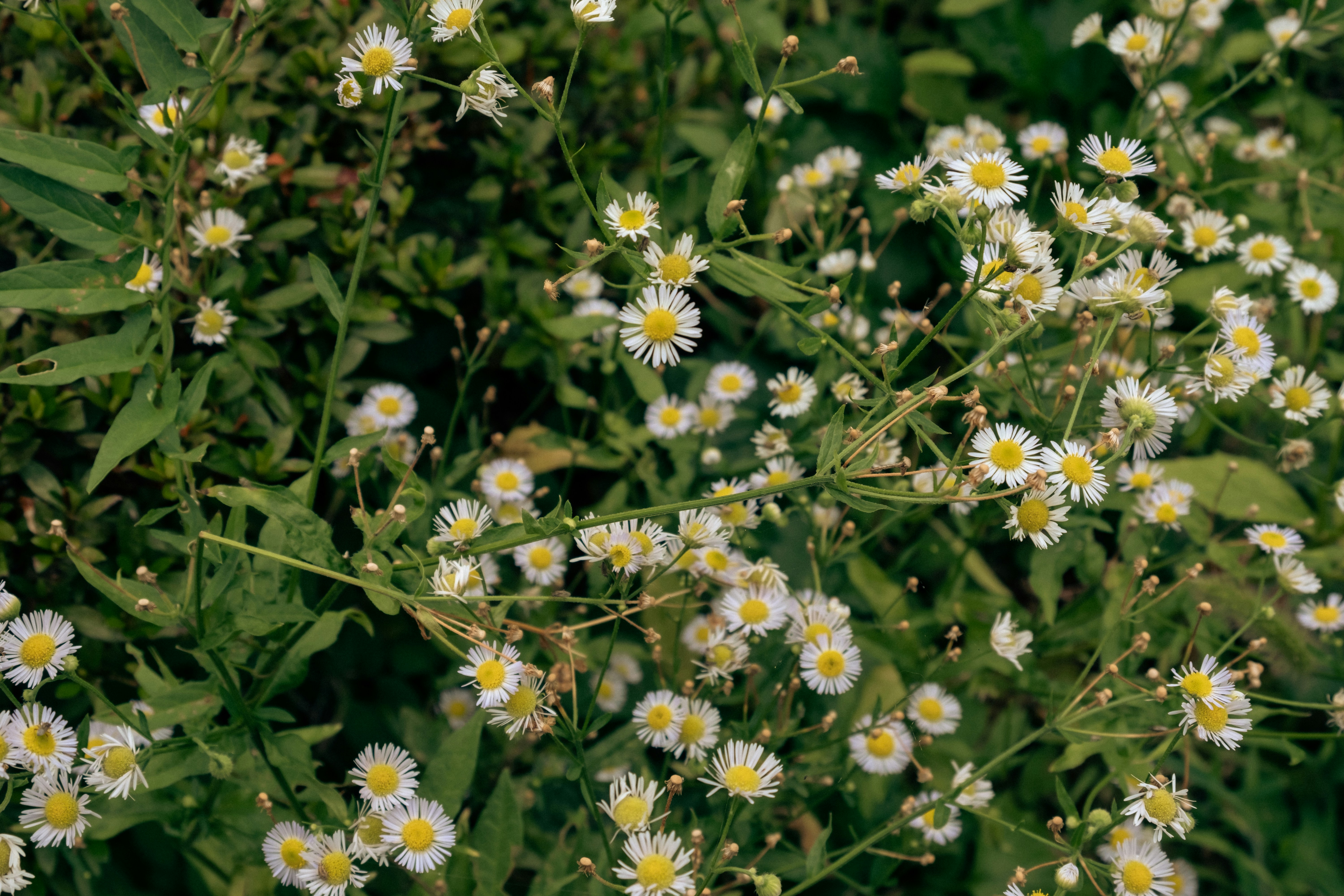 Field of White Daisies: A Sunlit Tangle of Tiny Stars