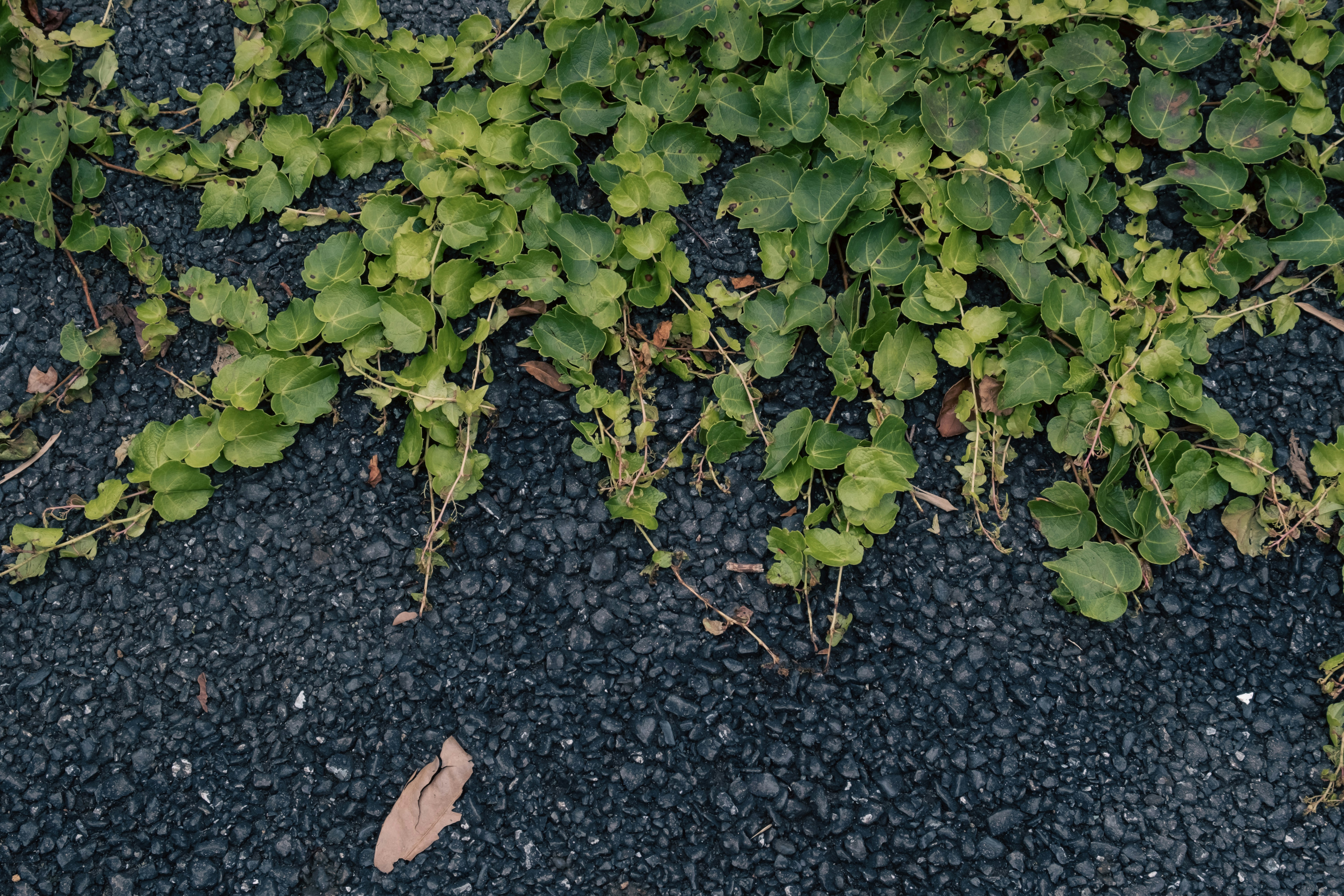 Greener Over Edge: Ground-Level Vines Framing Asphalt