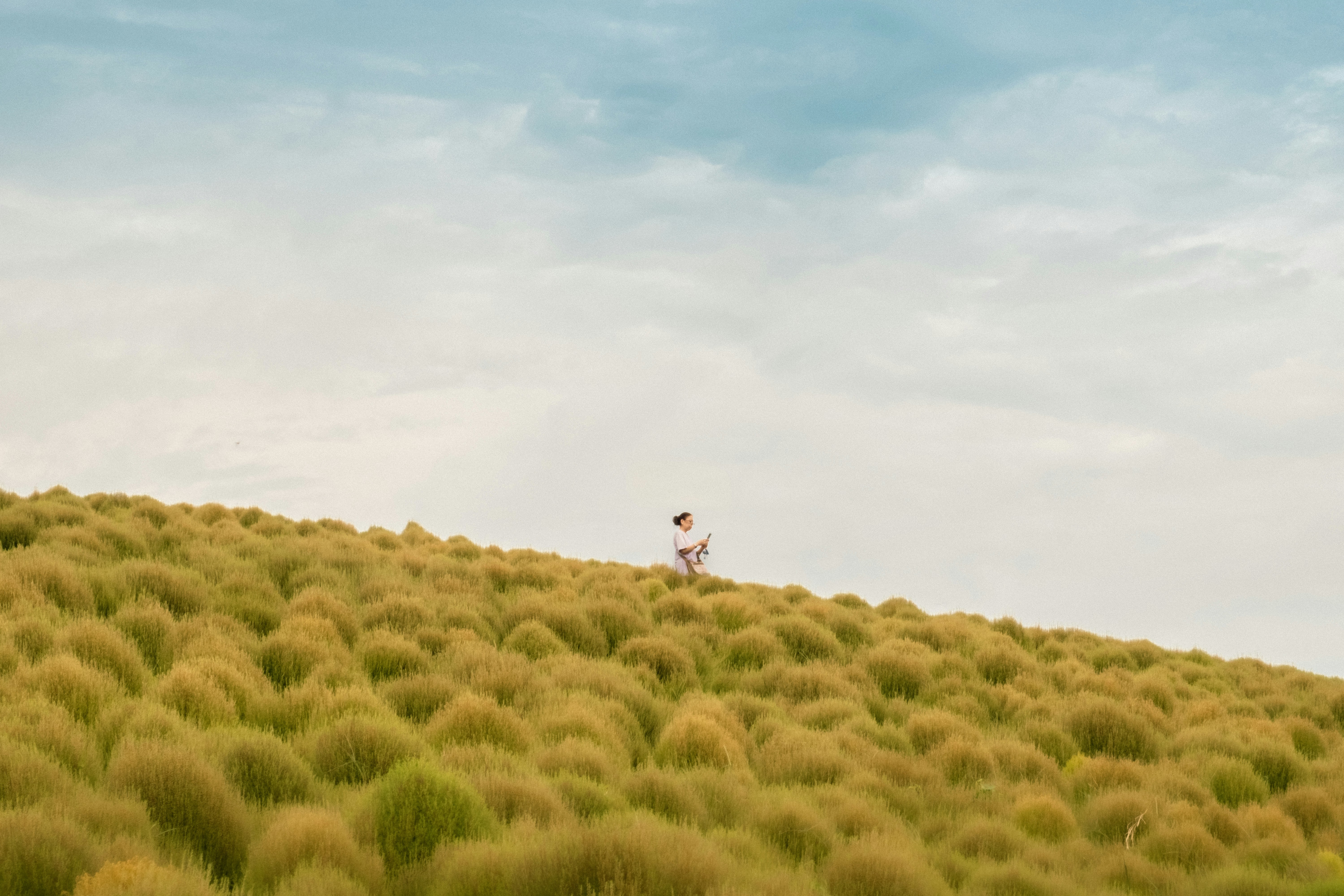  lone observer atop a sea of golden scrub under a pale sky