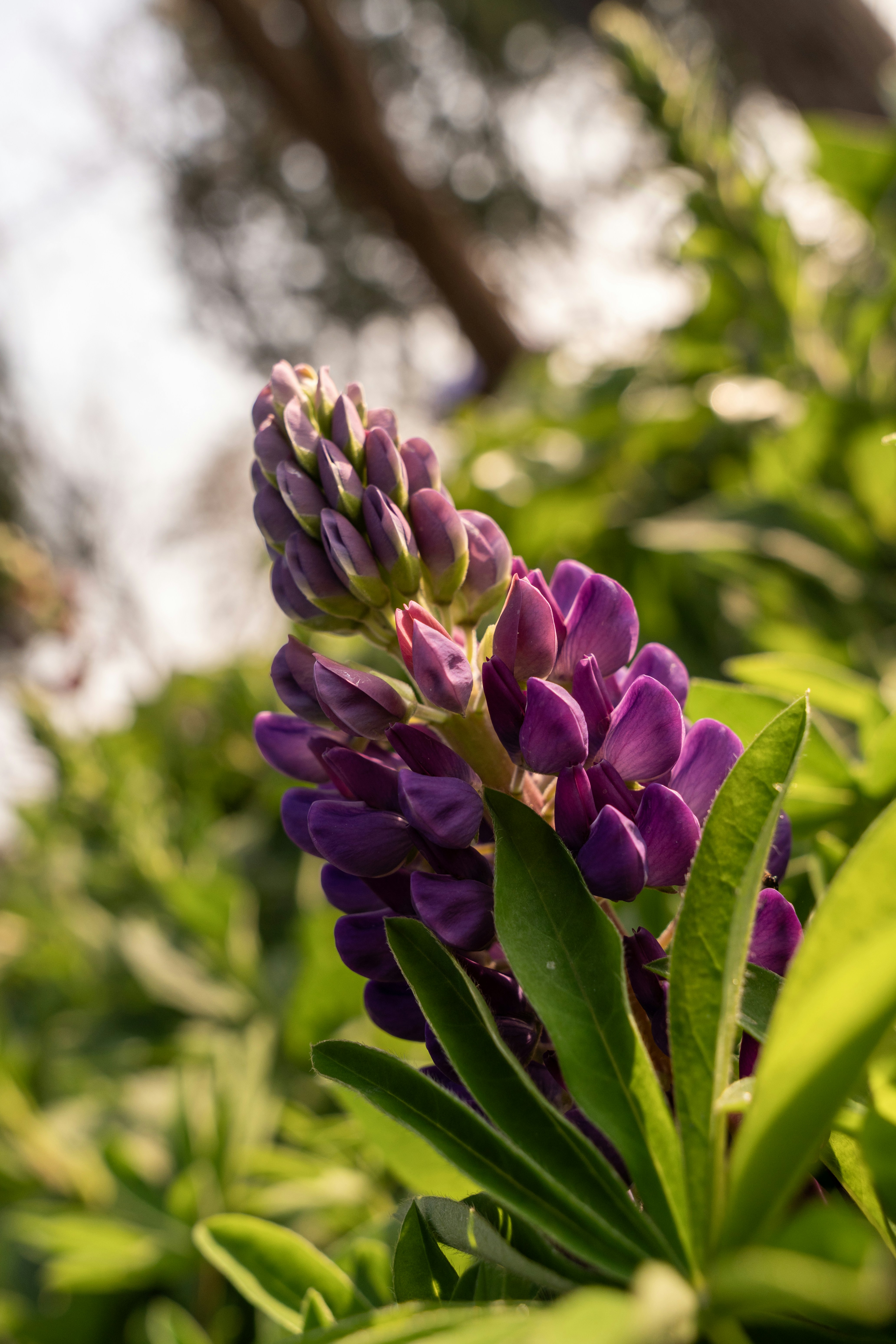 Violet Lupine Stalk Reaching Toward Sunlit Garden Light