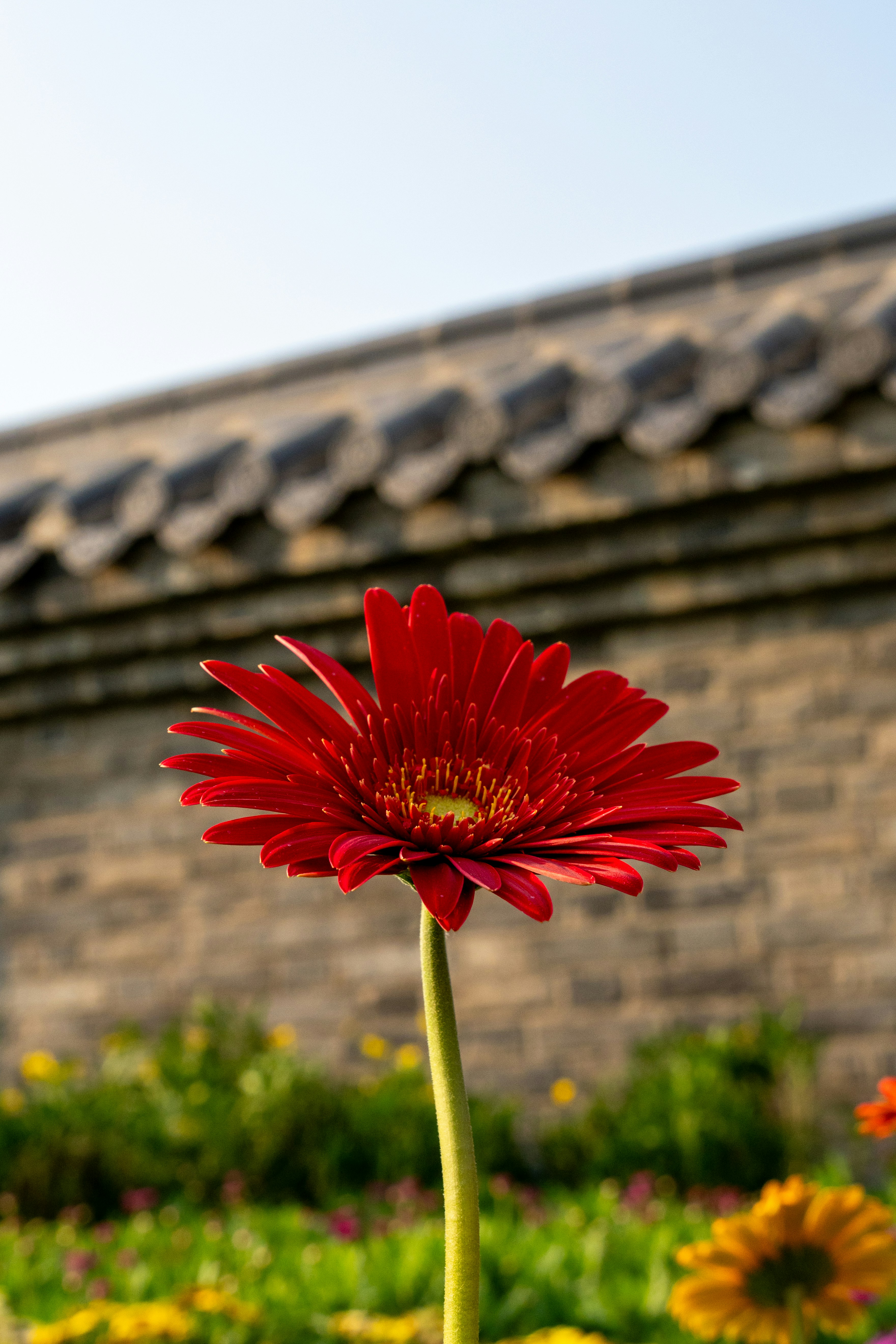 Crimson blossom before weathered bricks