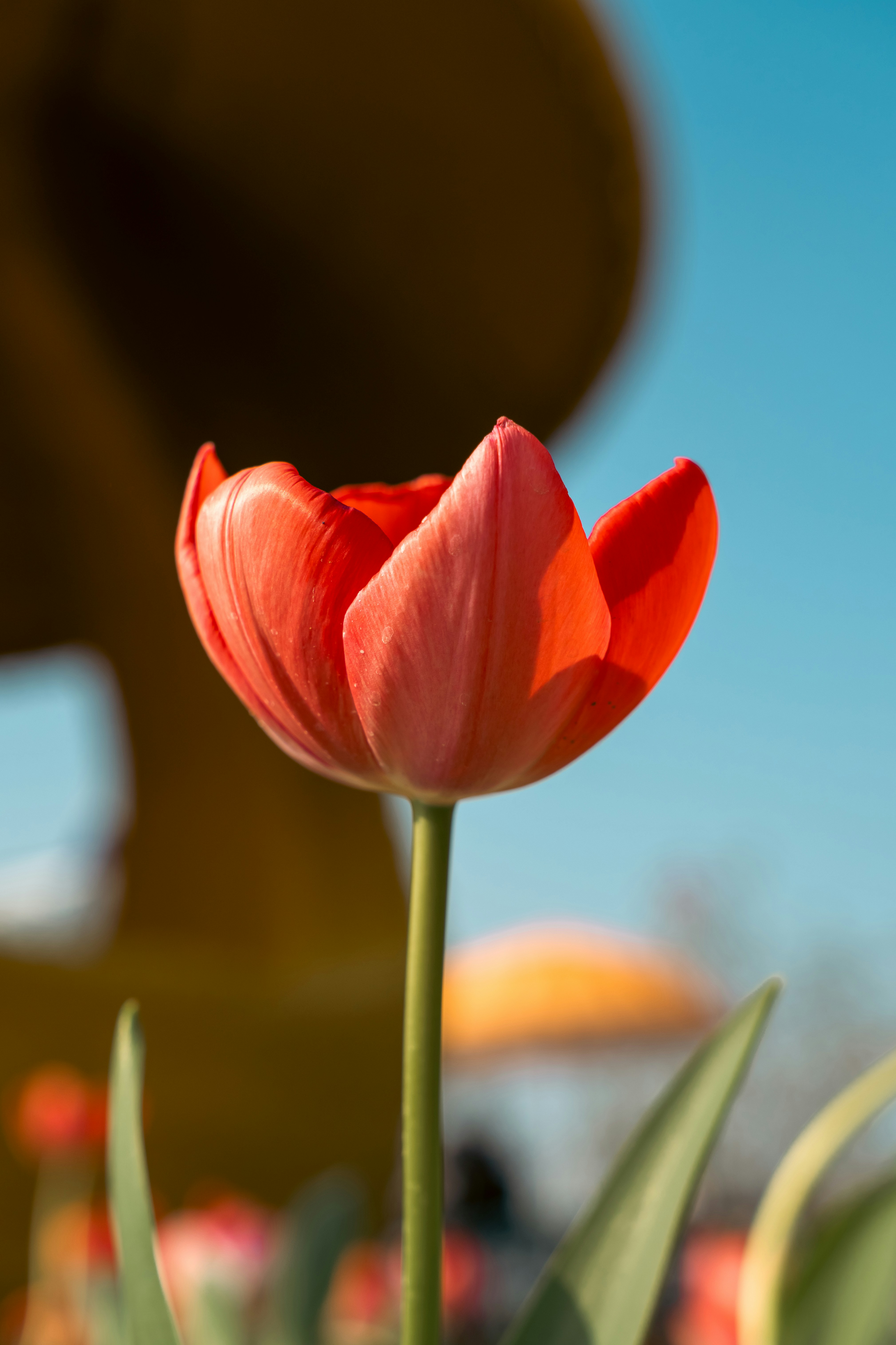 Solar Flame: A Tulip in Focus Before Blur