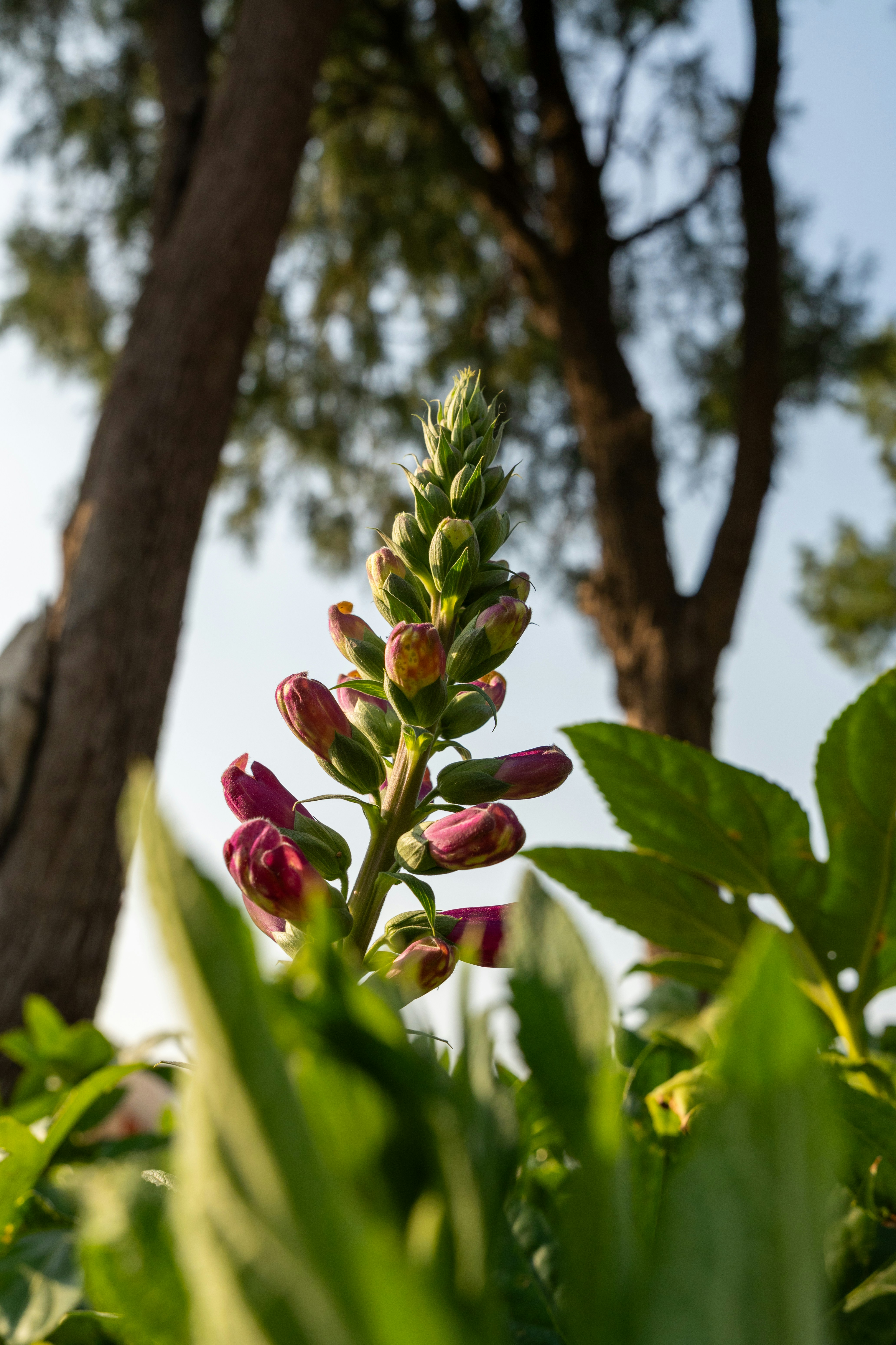 Emerald Cone: A Tall Spike Among Green Foliage