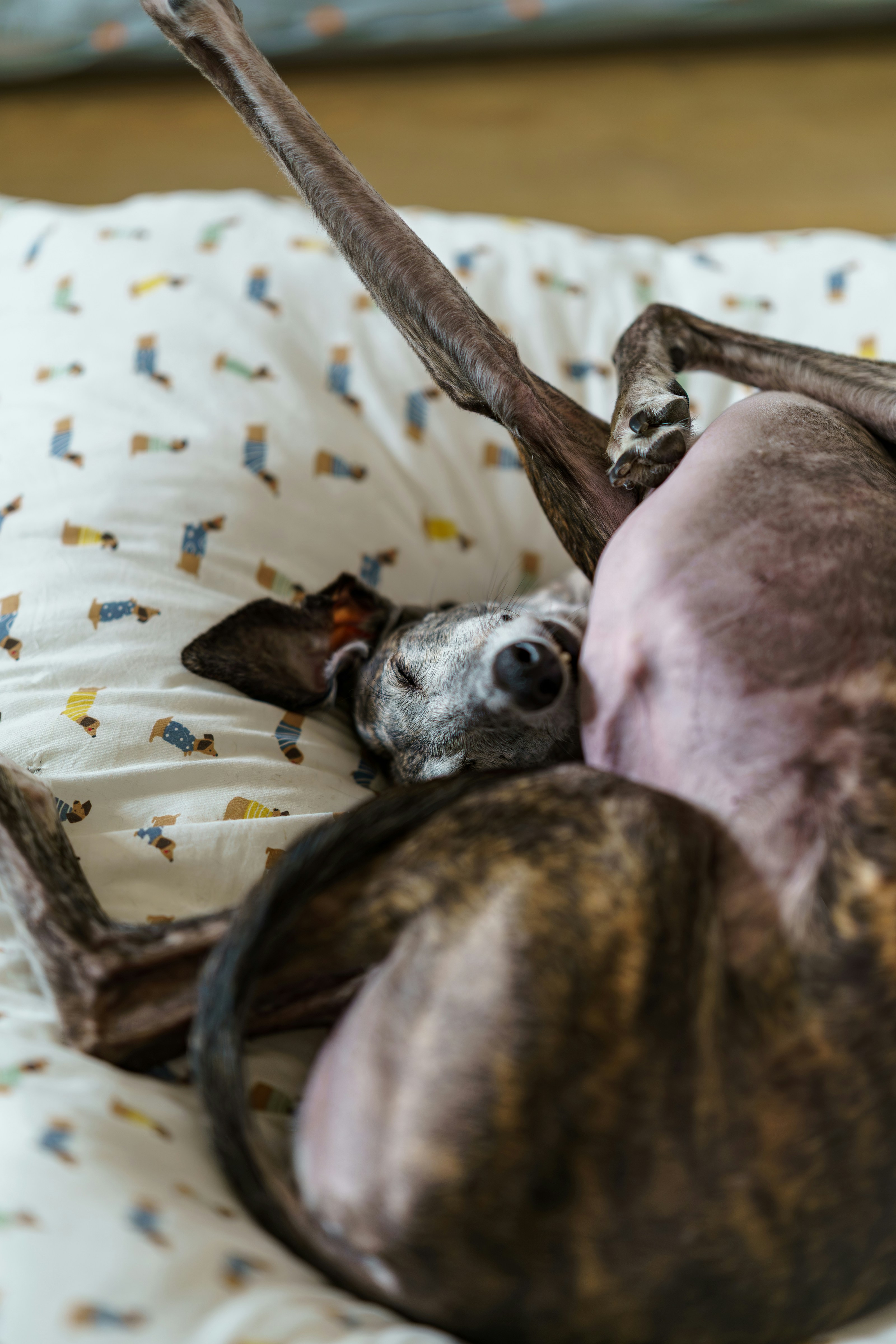 Unwinding on a Sunlit Sofa: A Restful Greyhound in Soft Pillow Light