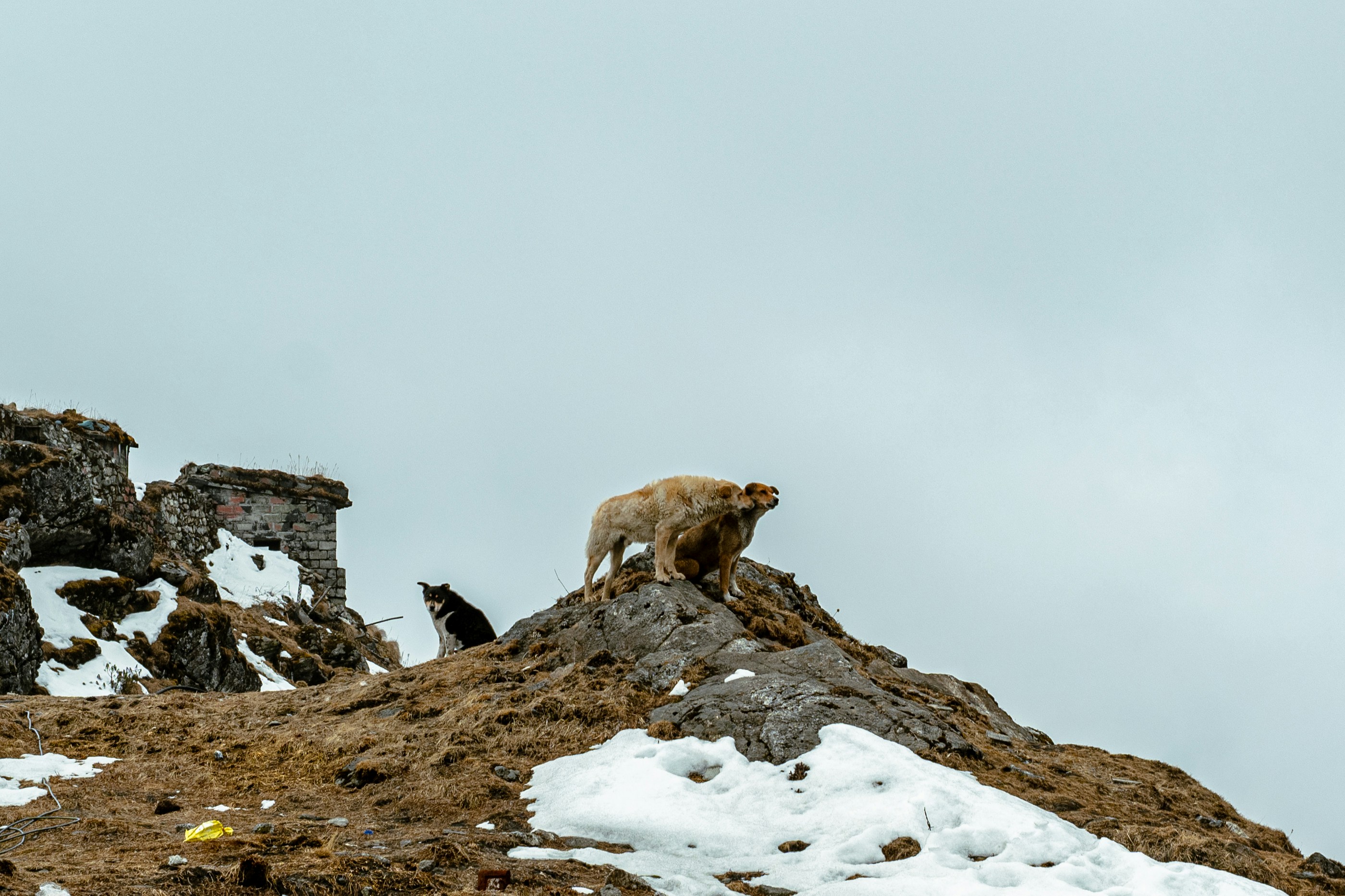Lone wolf stands atop a rocky, snow-dusted ridge with a pale sky in the background.