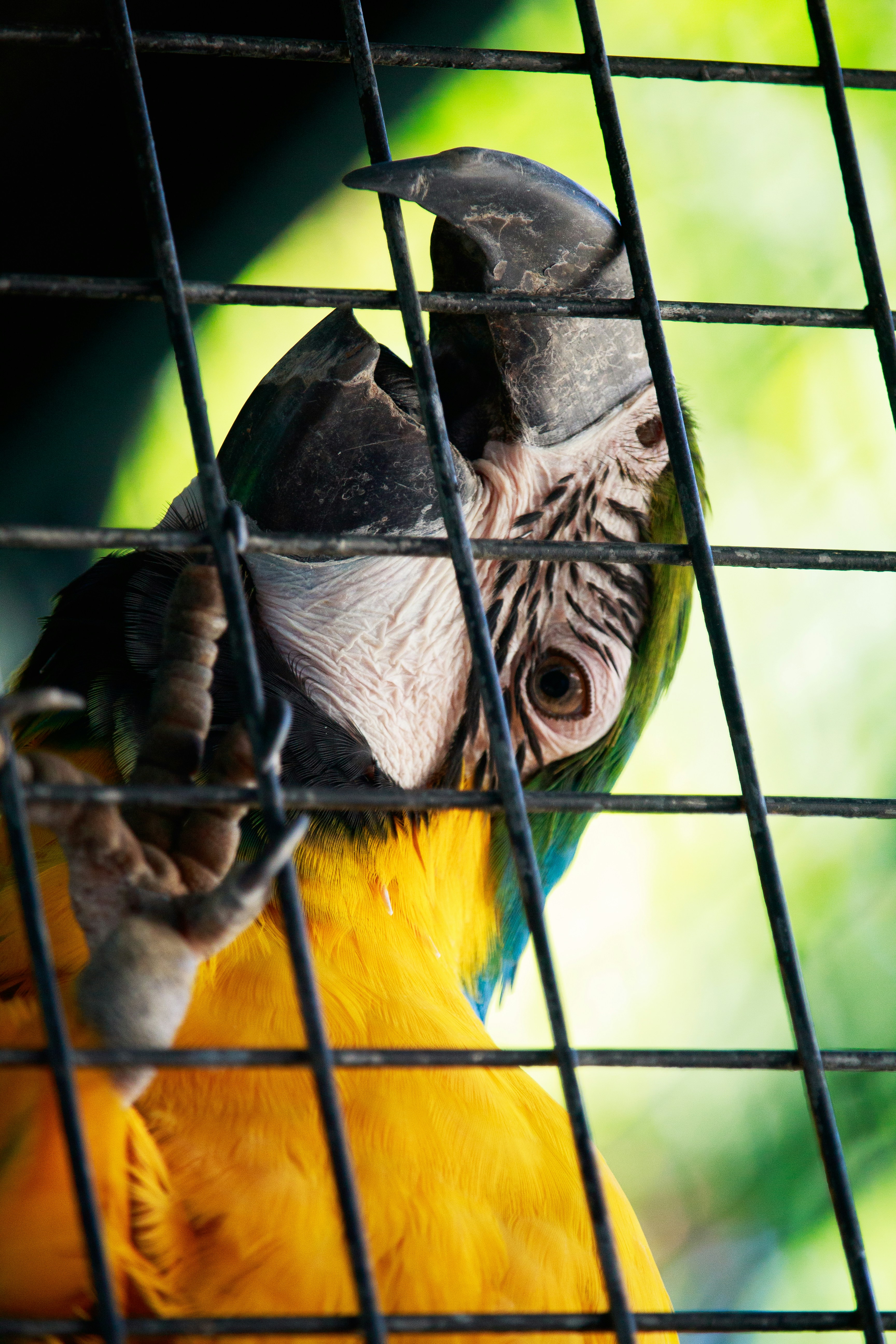 Curious Green-Backed Parrot Presses Forward Through the Cage Grids